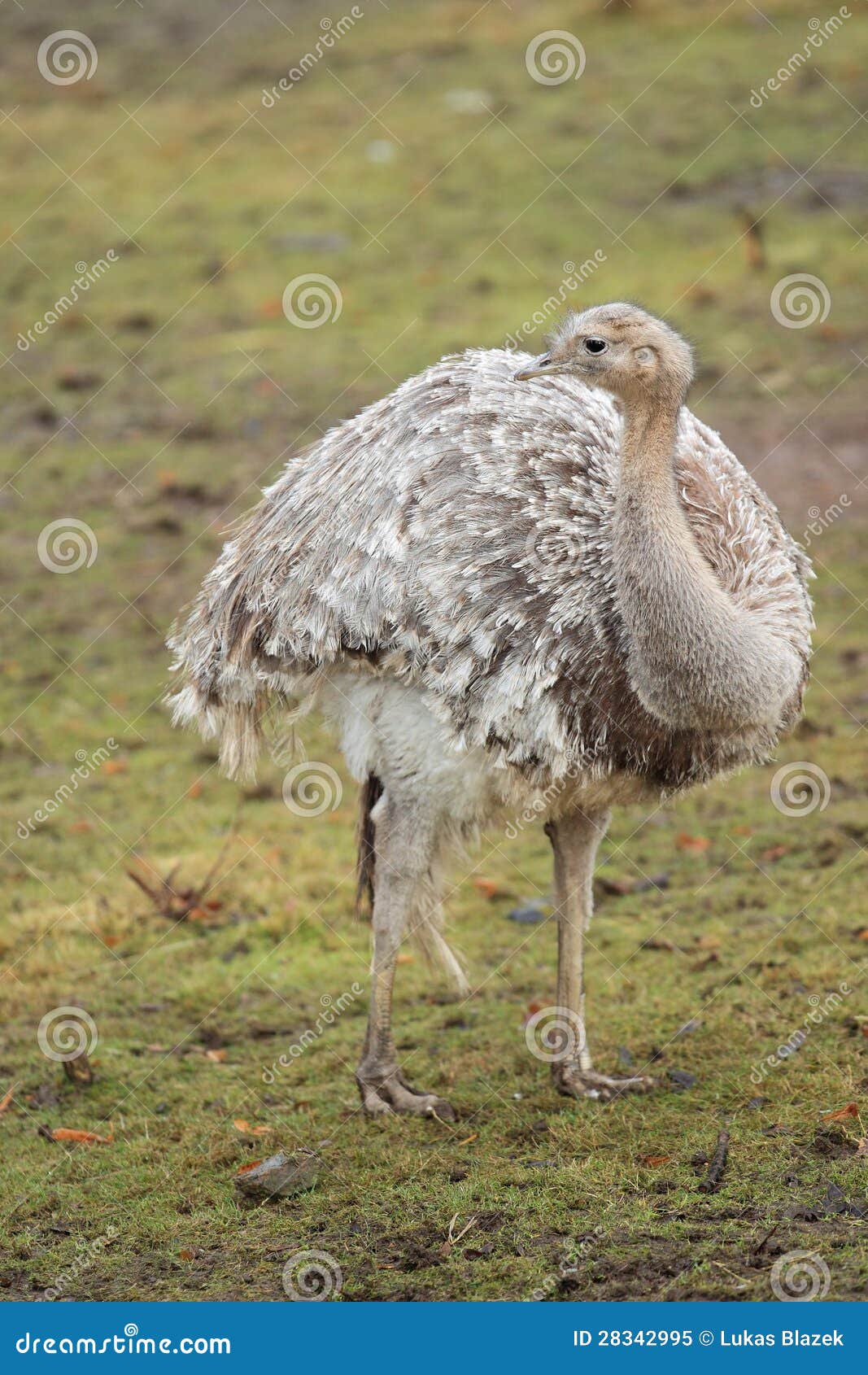 Lesser rhea stock image. Image of rhea, lesser, south - 28342995