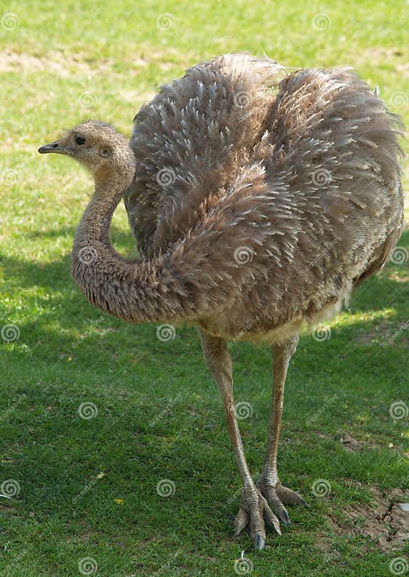 Lesser rhea stock image. Image of wildlife, feather, animal - 9951123