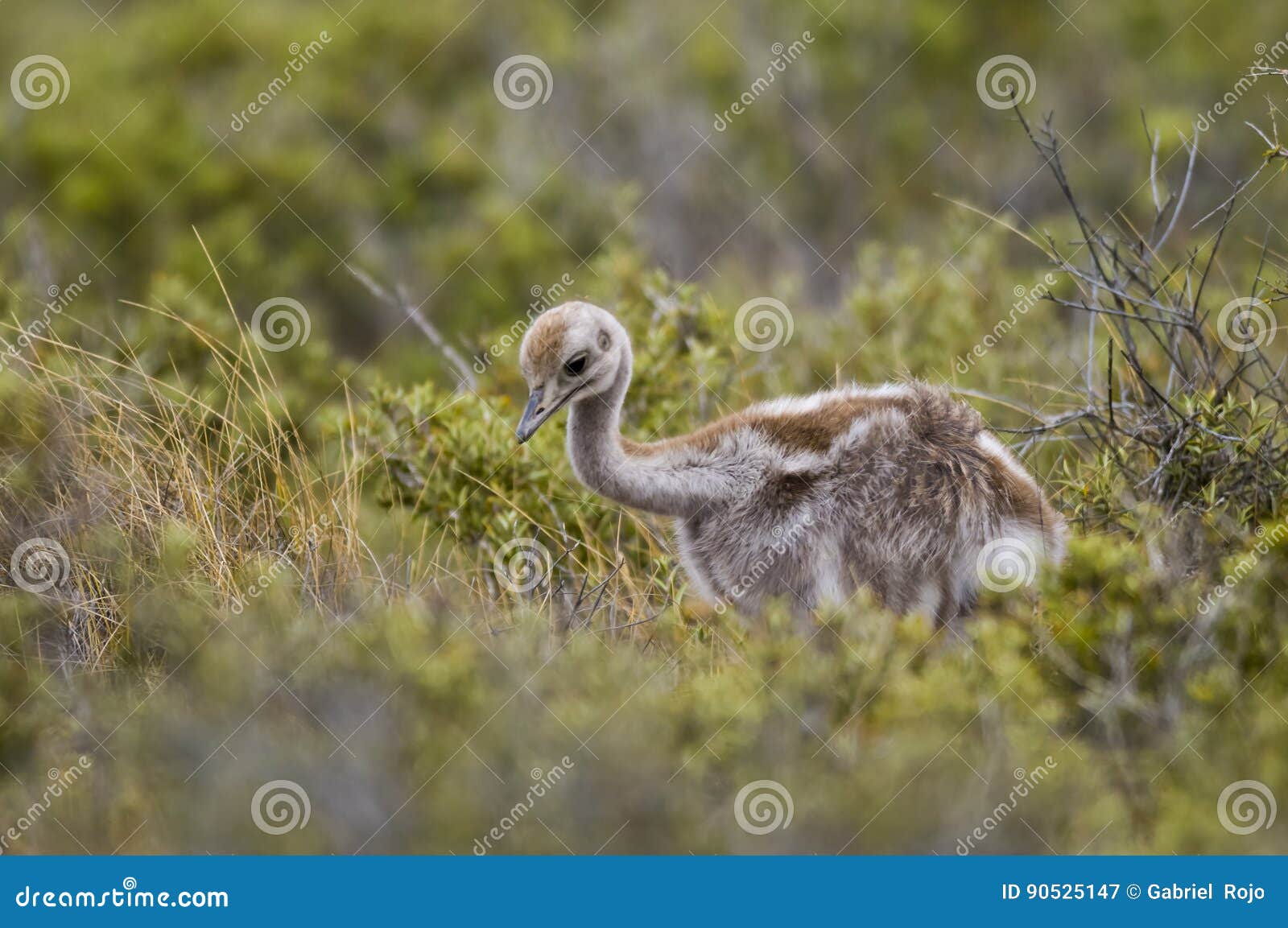 Lesser Rhea Argentina imagen de archivo. Imagen de menos - 90525147