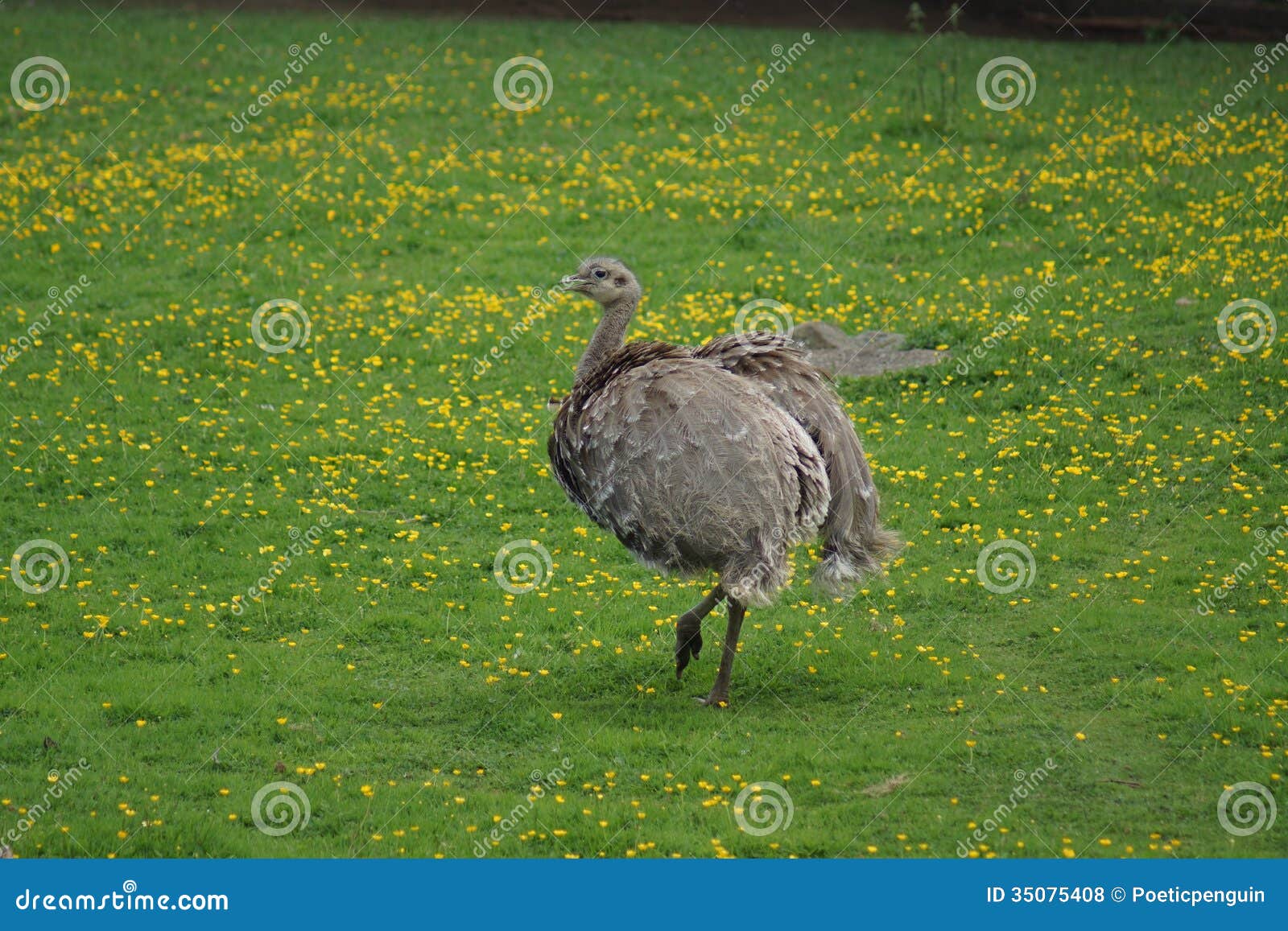 Lesser Rhea - Rhea pennata stock photo. Image of ostrich - 35075408