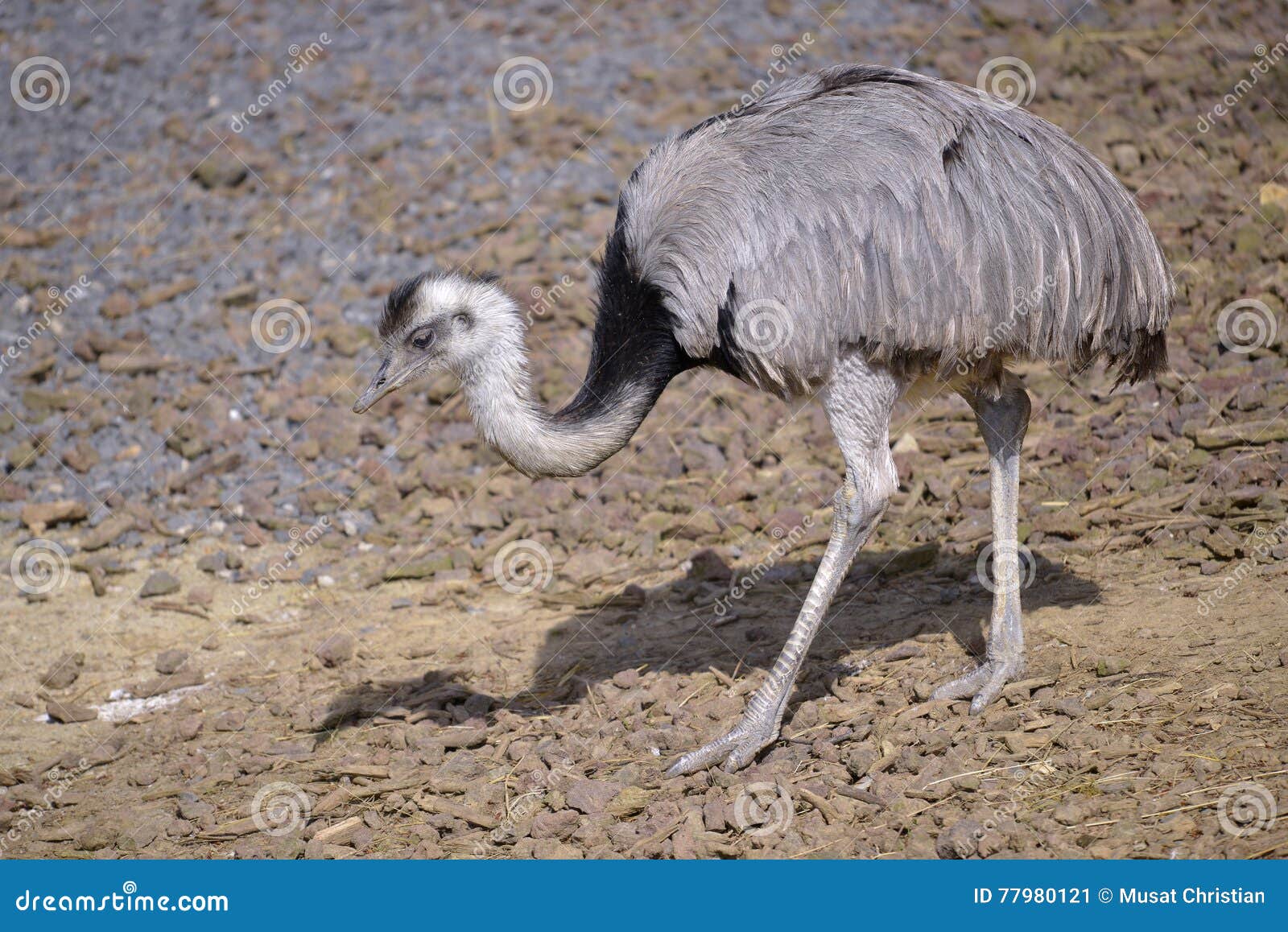 Lesser rhea walking stock image. Image of nature, rhea - 77980121