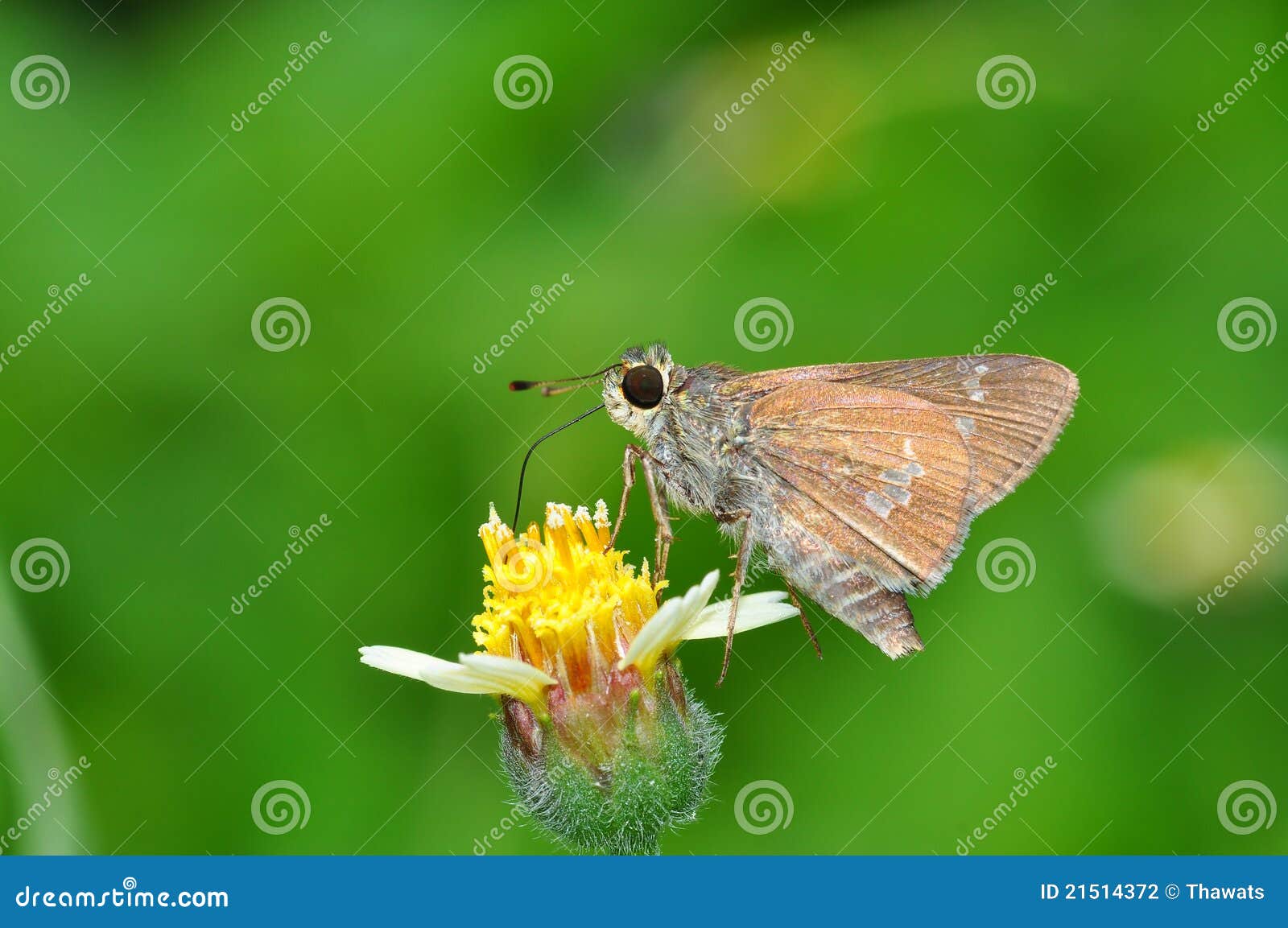 Lesser Rice Swift Butterfly Royalty-Free Stock Image | CartoonDealer ...