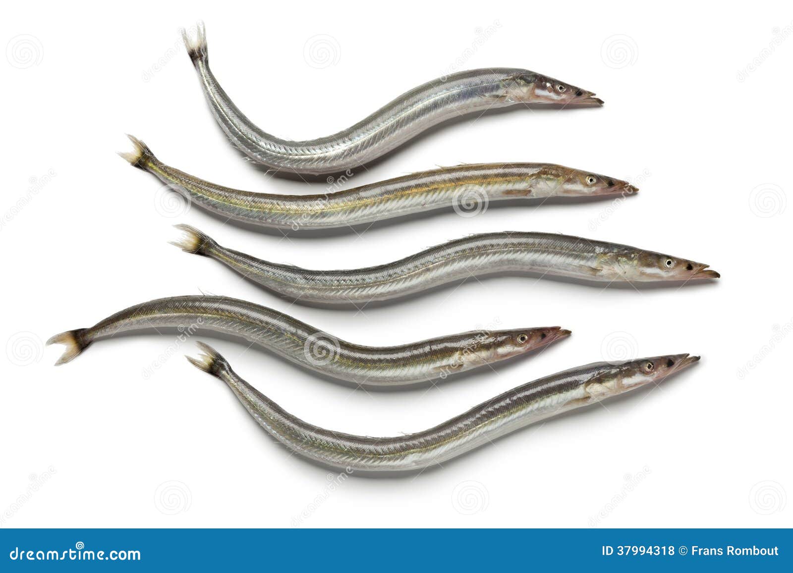 Lesser sand eels stock photo. Image of organic, studio - 37994318