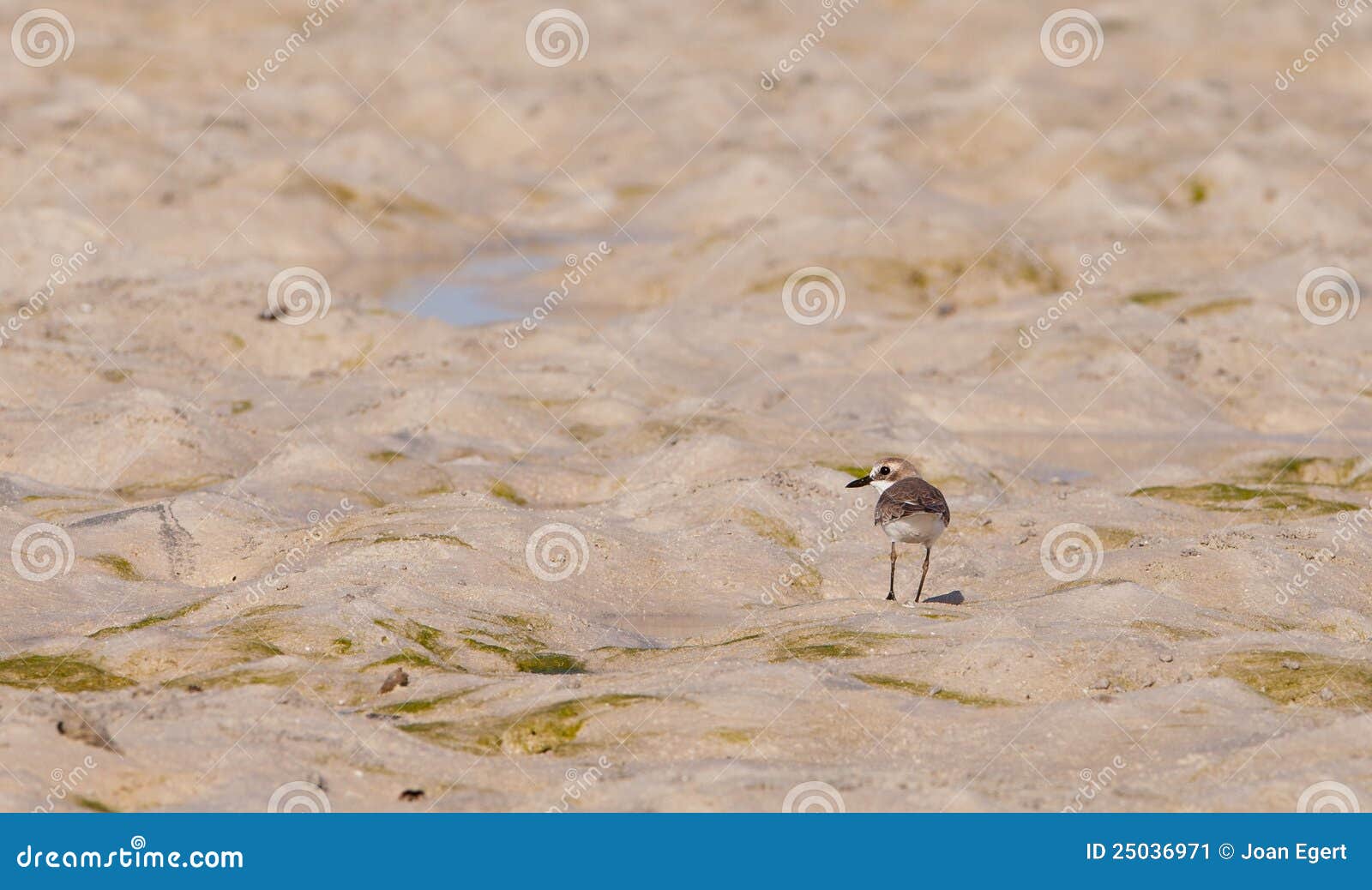 Lesser Sand Plover stock image. Image of east, fauna - 25036971