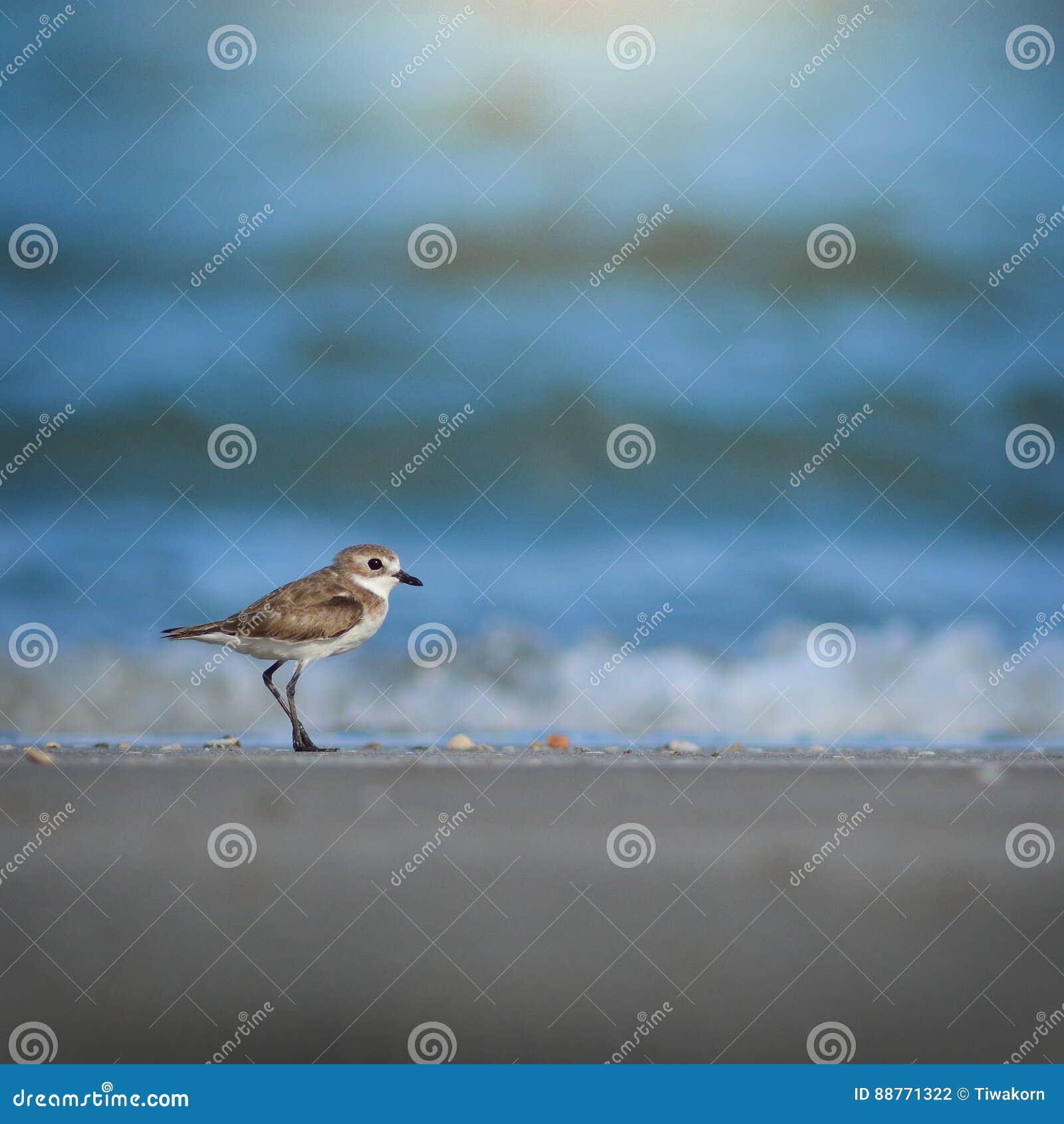 Lesser Sand Plover. stock photo. Image of poultry, ecology - 88771322