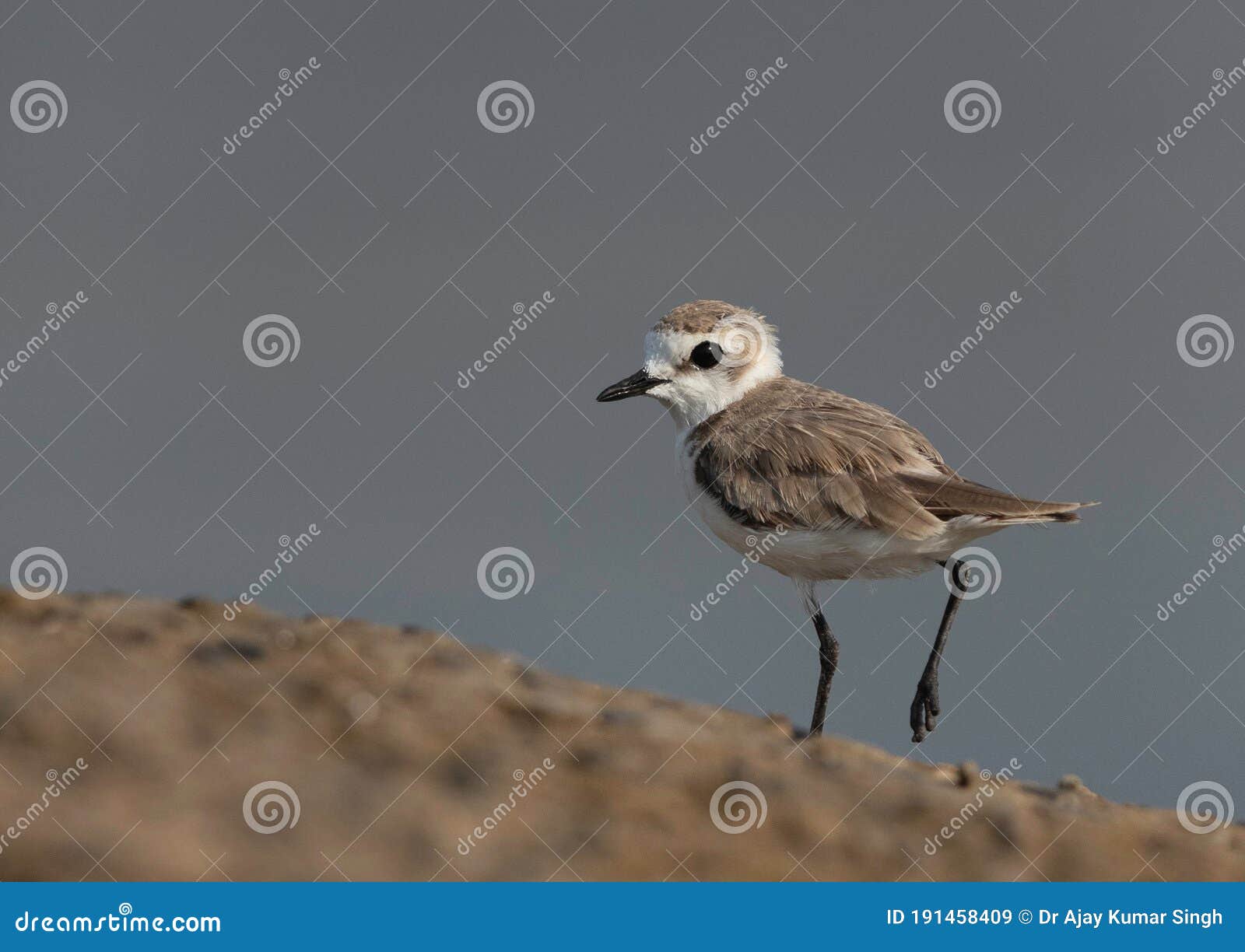 Lesser Sand Plover at Busaiteen Coast of Bahrain Stock Image - Image of ...