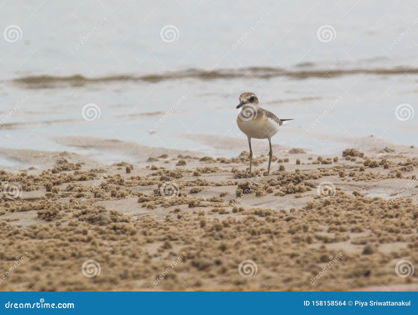 Lesser Sand Plover stock photo. Image of reflection - 158158564