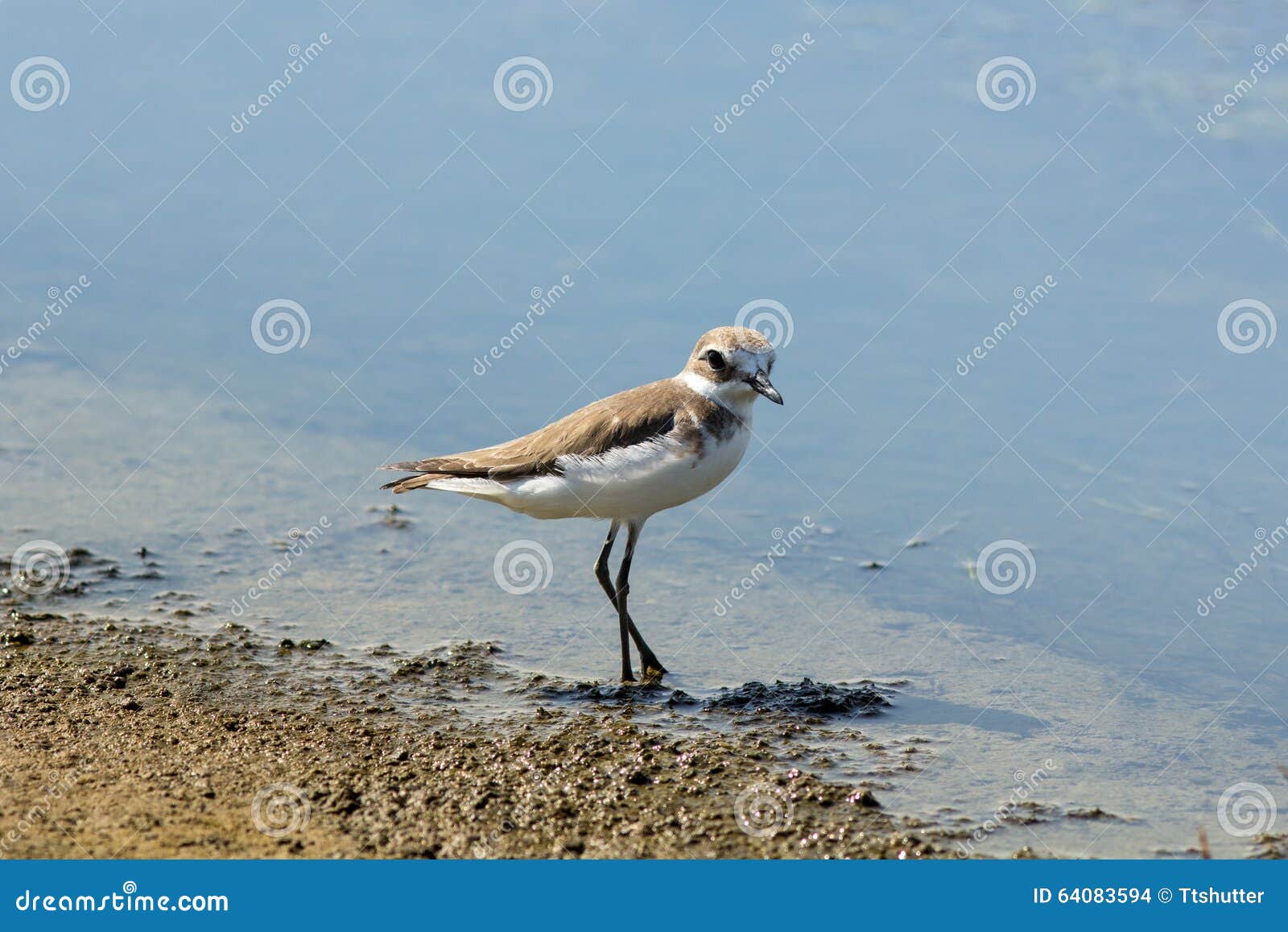 The Lesser Sand Plover stock photo. Image of brown, fauna - 64083594