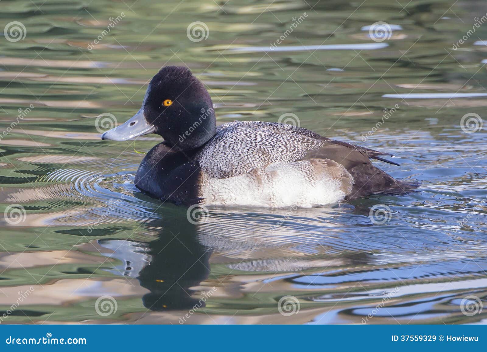 Lesser Scaup stock image. Image of dive, swim, ocean - 37559329