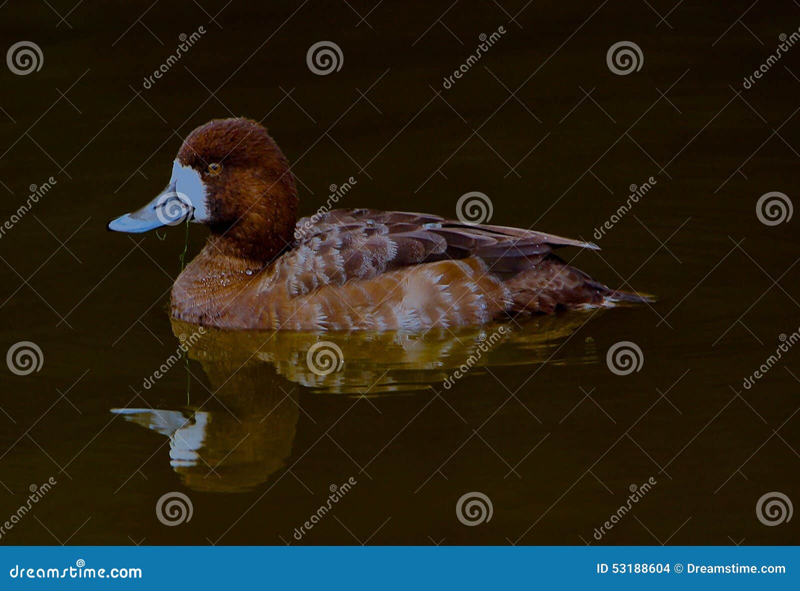 Lesser Scaup aka Blue Bill stock photo. Image of birdpics - 53188604