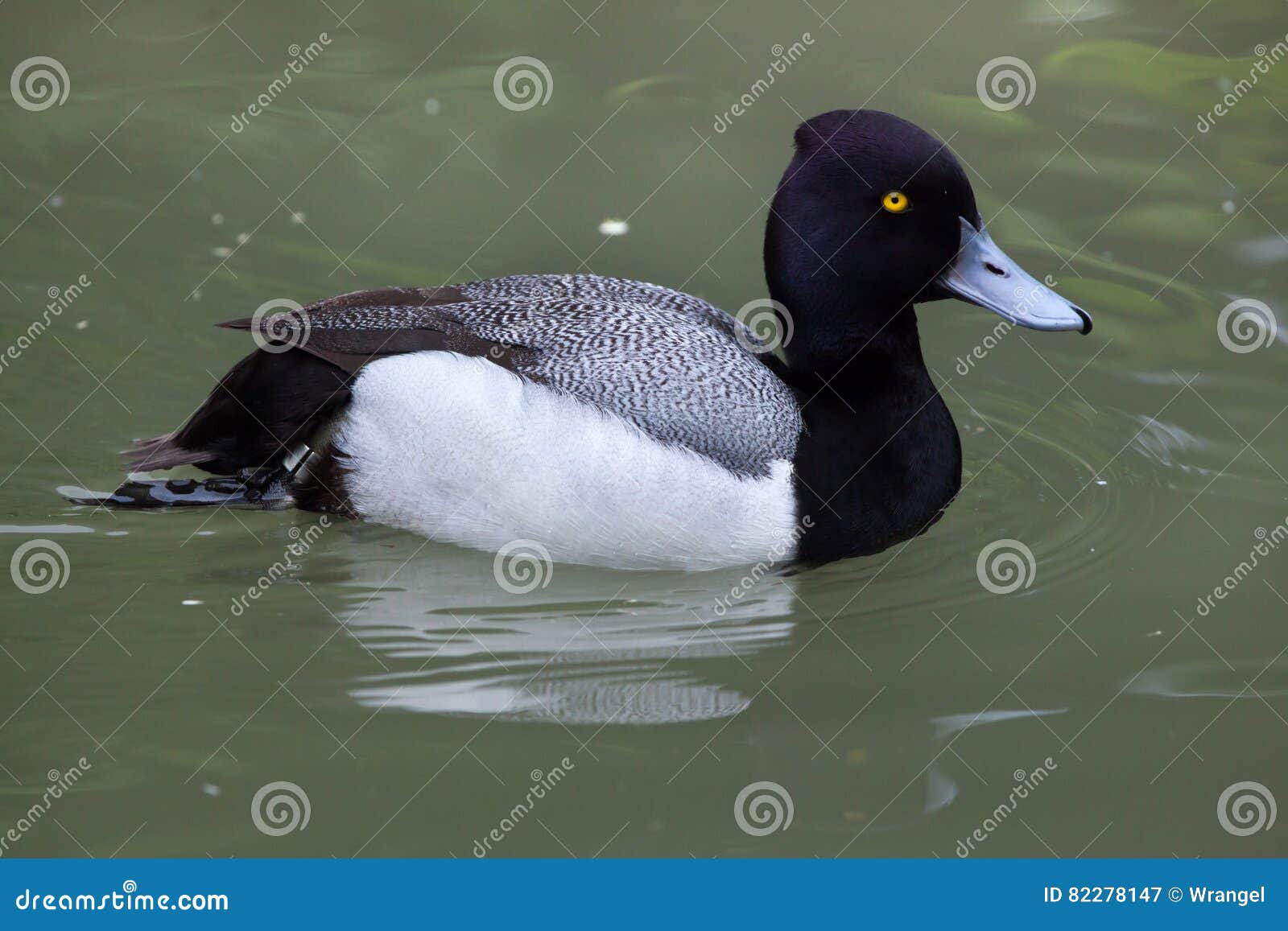 Lesser Scaup Aythya Affinis Imagem de Stock - Imagem de naughty ...