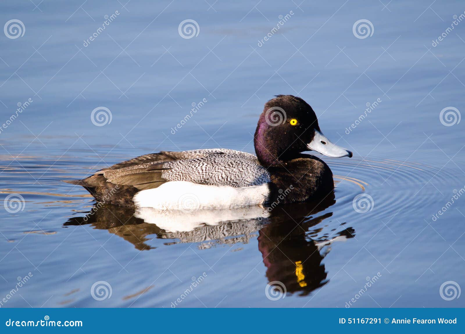 Lesser Scaup (Aythya Affinis) Stock Image - Image of migratory, ducks ...