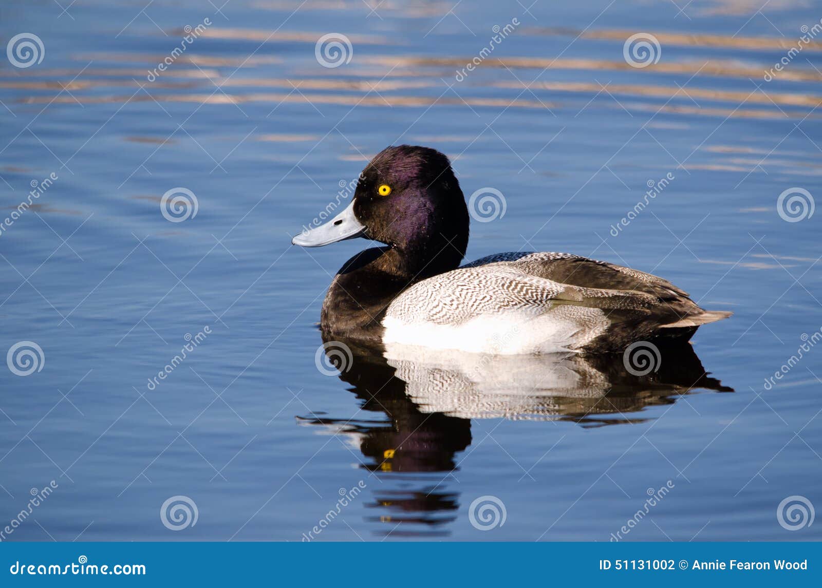 Lesser Scaup (Aythya Affinis) Stock Photo - Image of conservation, bill ...