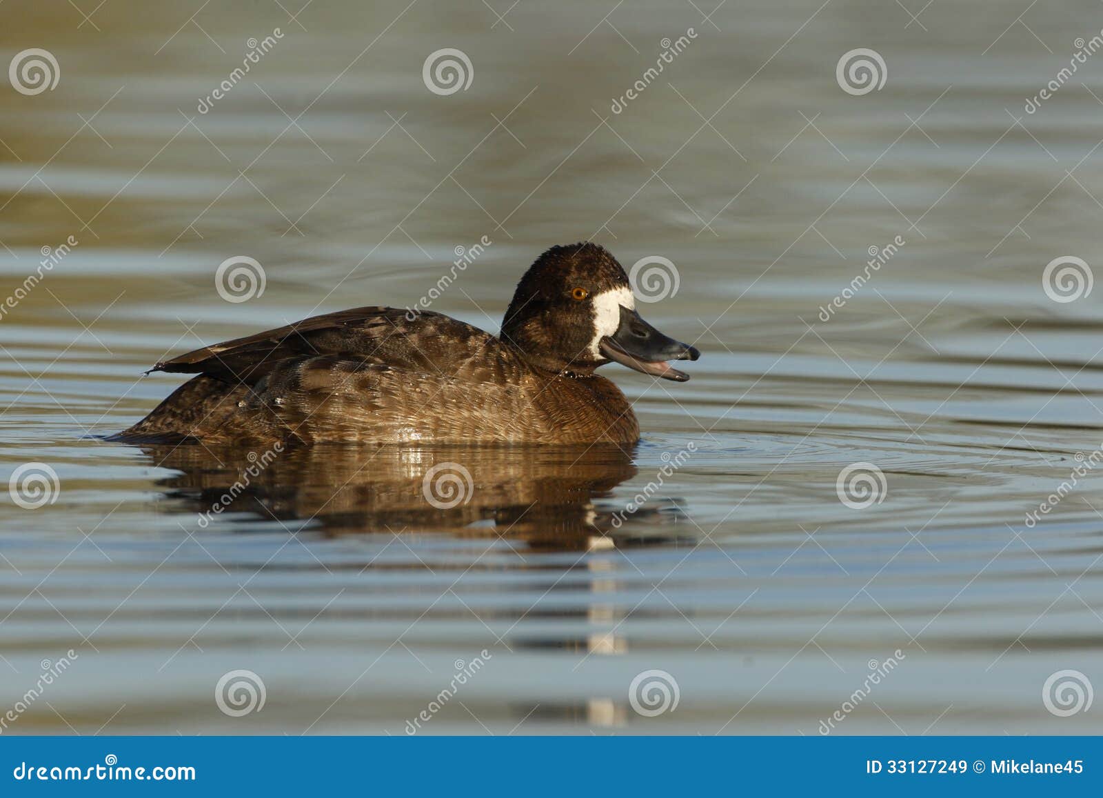 Lesser Scaup, Aythya Affinis Stock Image - Image of america, nature ...