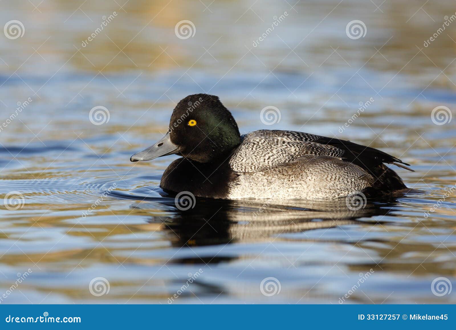 Lesser Scaup, Aythya Affinis Stock Image - Image of lesser, duck: 33127257