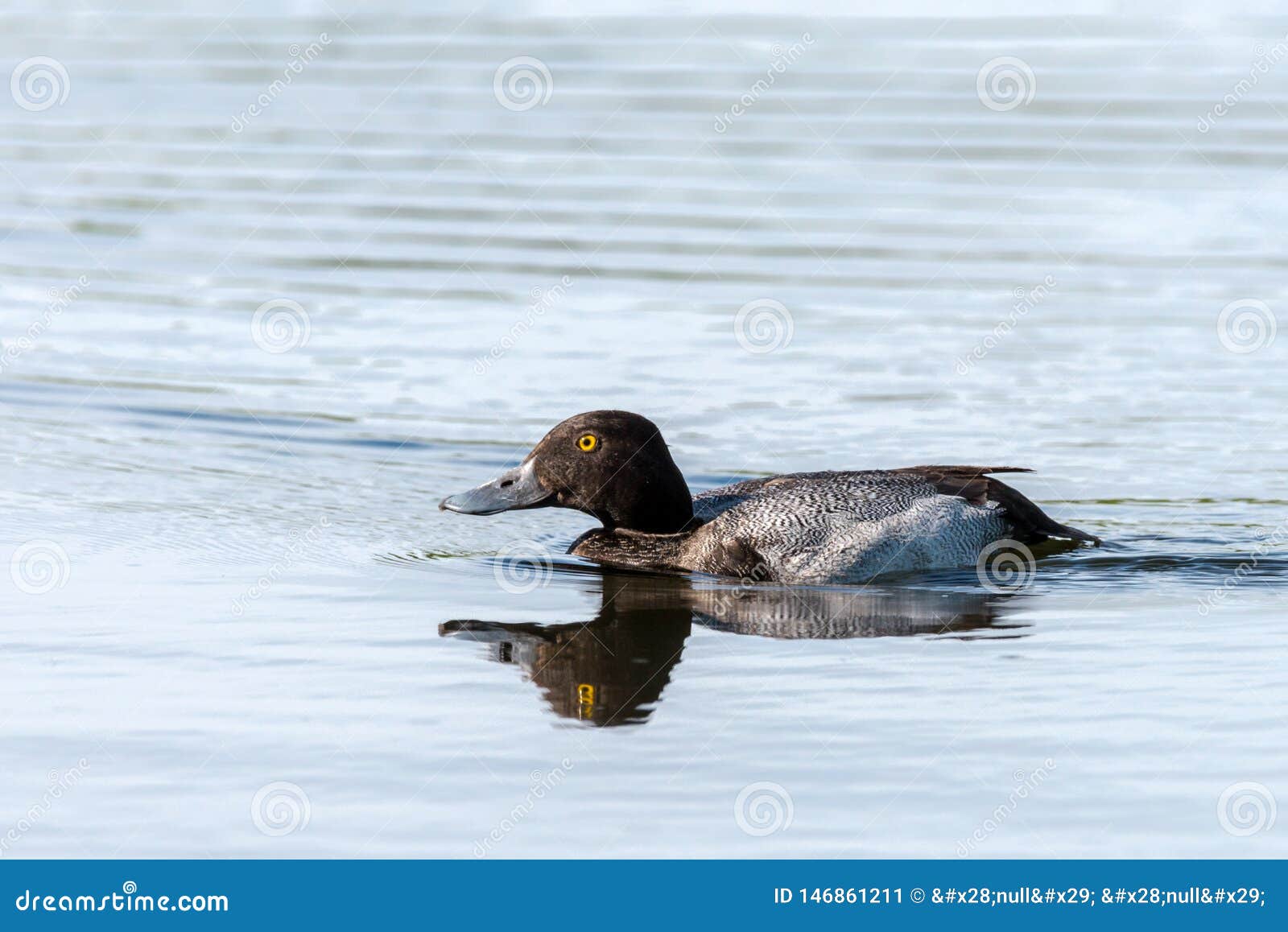 Lesser Scaup Swimming with Ripples Stock Image - Image of duck, scaup ...
