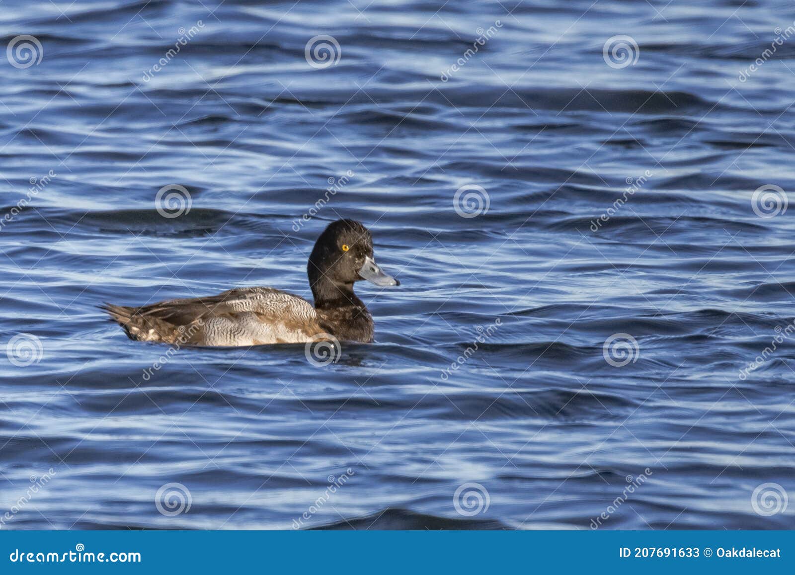 Lesser Scaup or Bluebill Drake on Blue Waves Stock Image - Image of ...