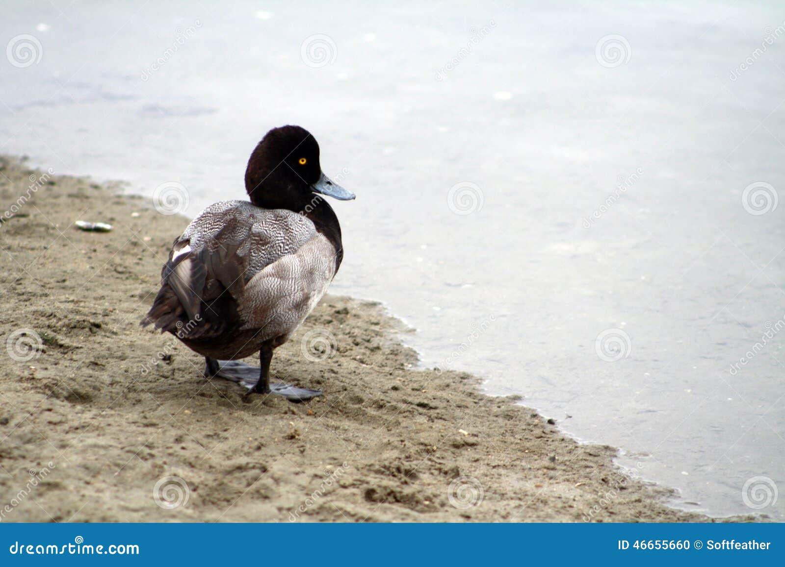 Lesser Scaup Bluebill Duck foto de stock. Imagem de beleza - 46655660
