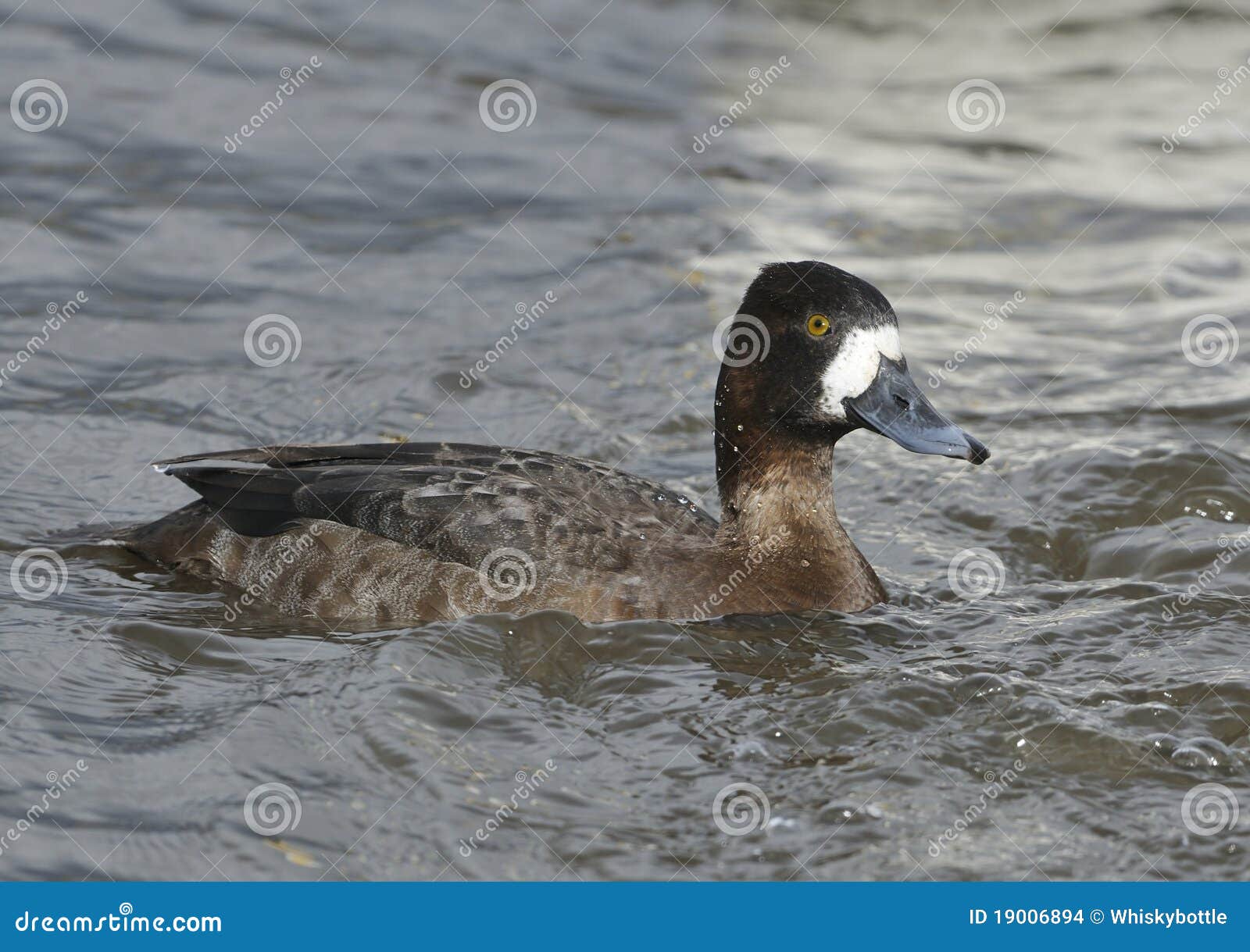 Lesser Scaup duck stock photo. Image of migrant, lake - 19006894