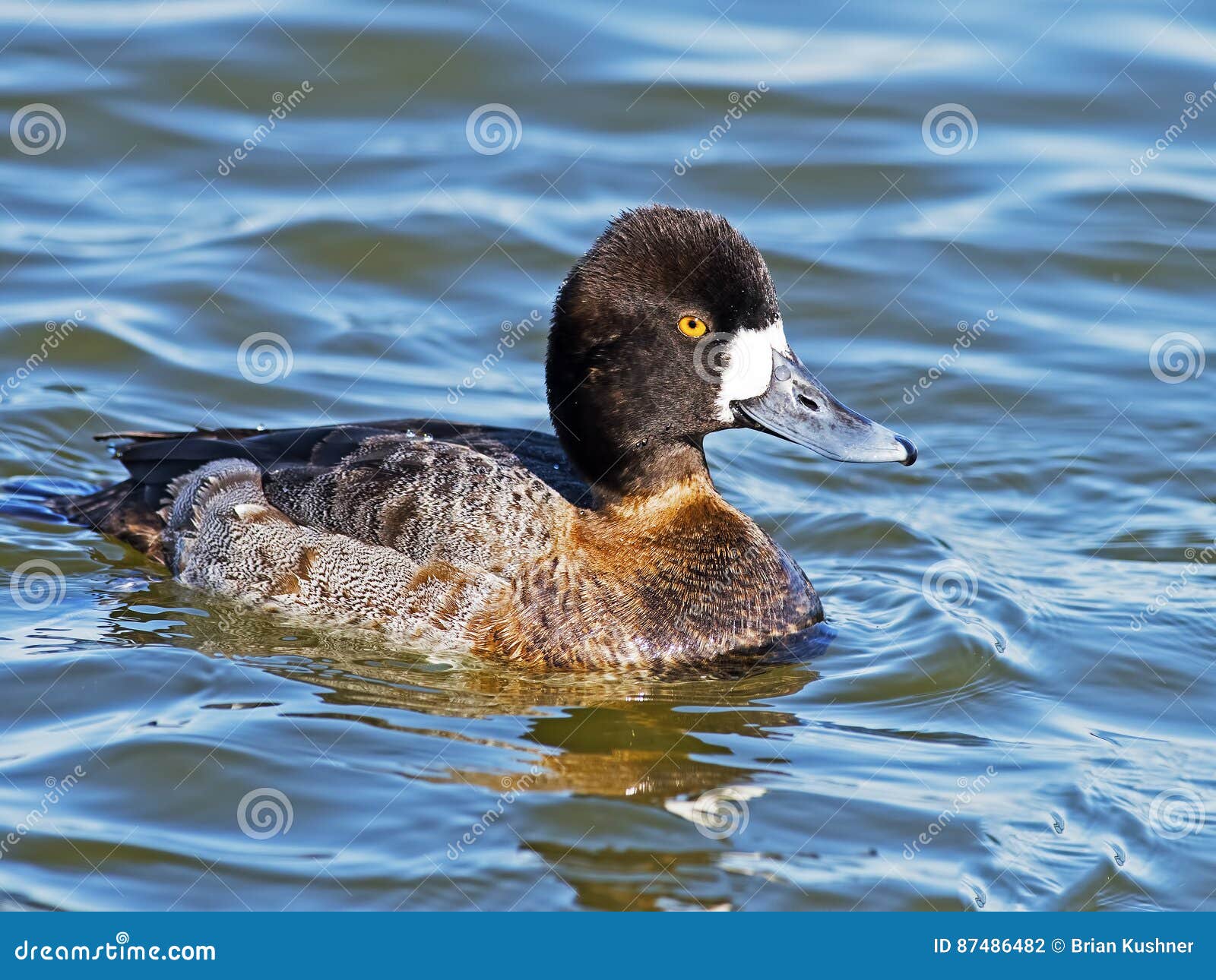 Lesser Scaup stock photo. Image of water, duck, lesser - 87486482