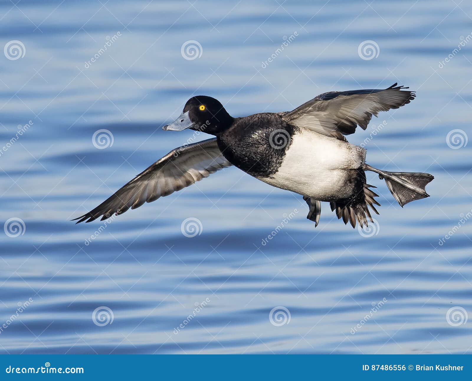 Lesser Scaup in Flight stock photo. Image of black, male - 87486556