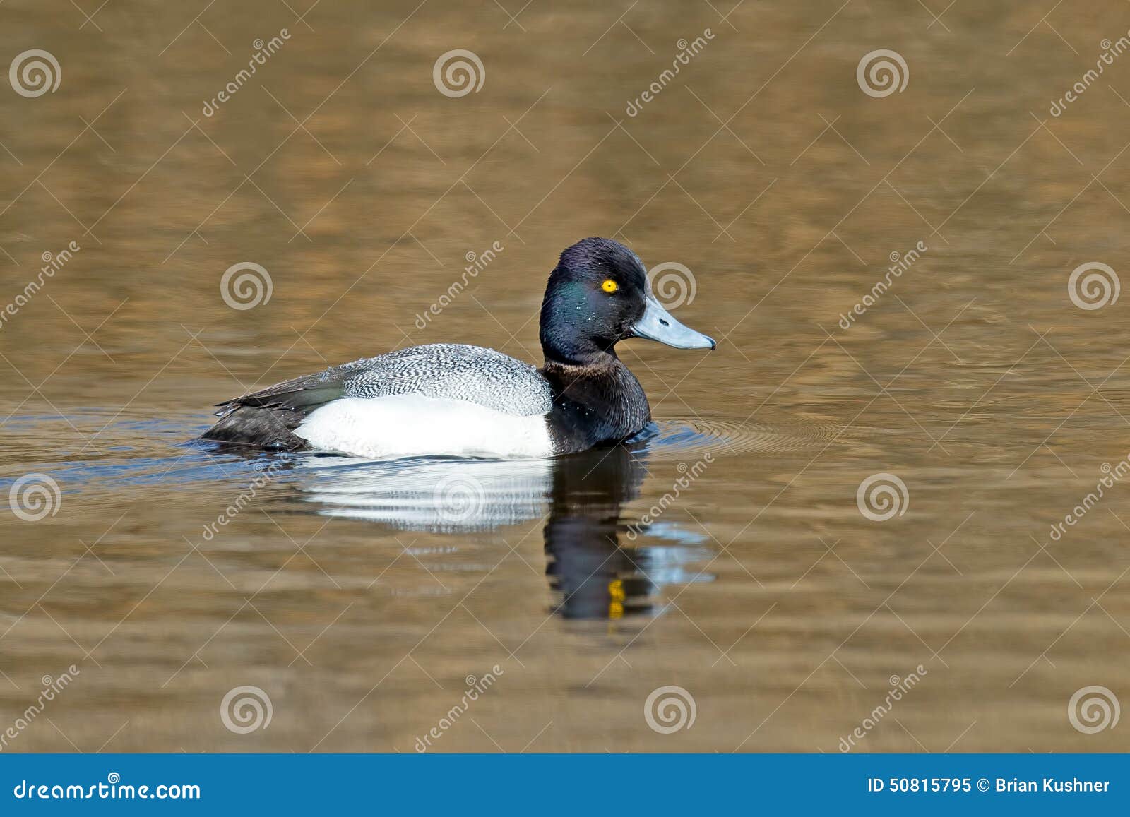 Lesser Scaup stock image. Image of duck, wildlife, affinis - 50815795