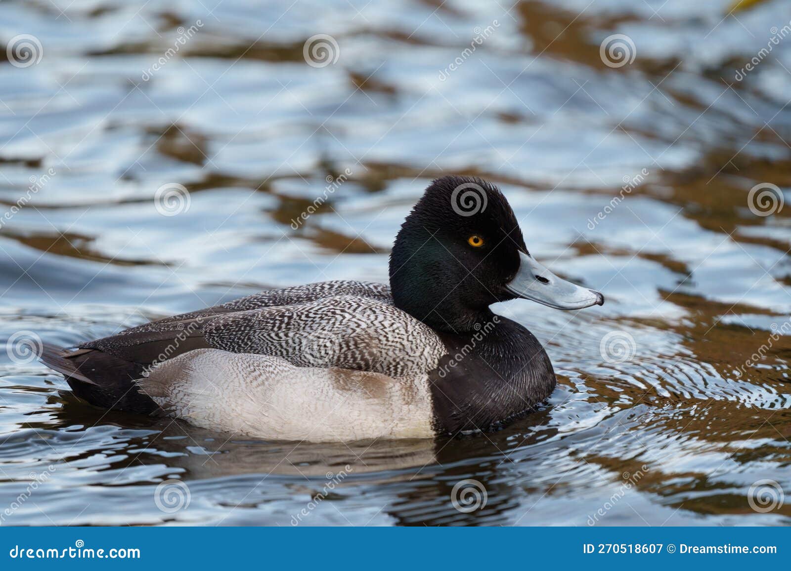 Lesser Scaup Resting at Lakeside Stock Image - Image of greater, lake ...