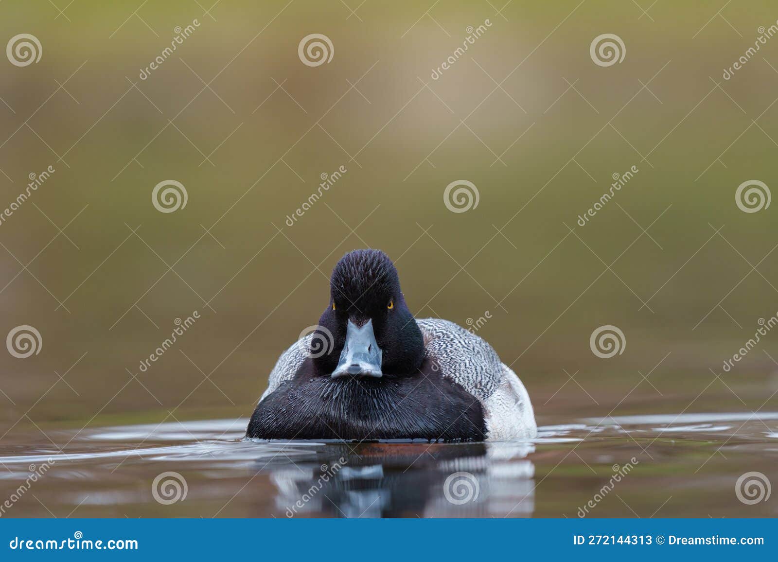 Lesser Scaup Resting at Lakeside Stock Image - Image of flat, neck ...