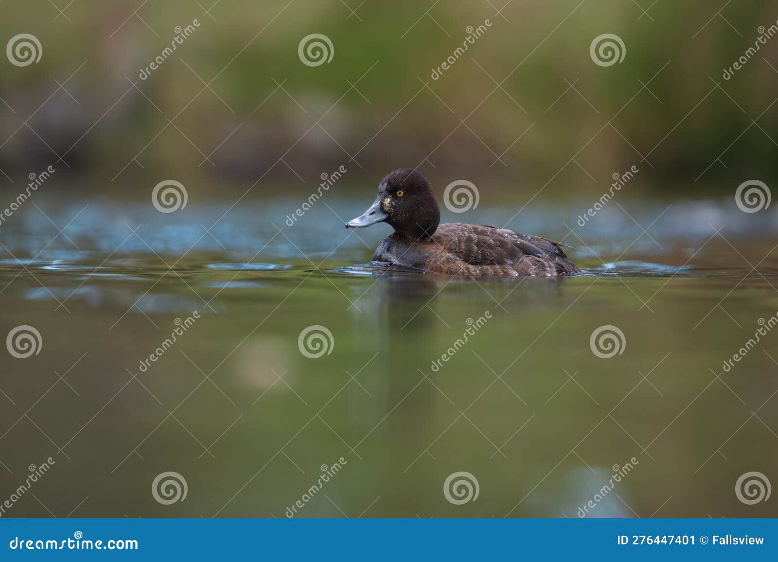 Lesser Scaup Resting at Lakeside Stock Image - Image of resting, head ...