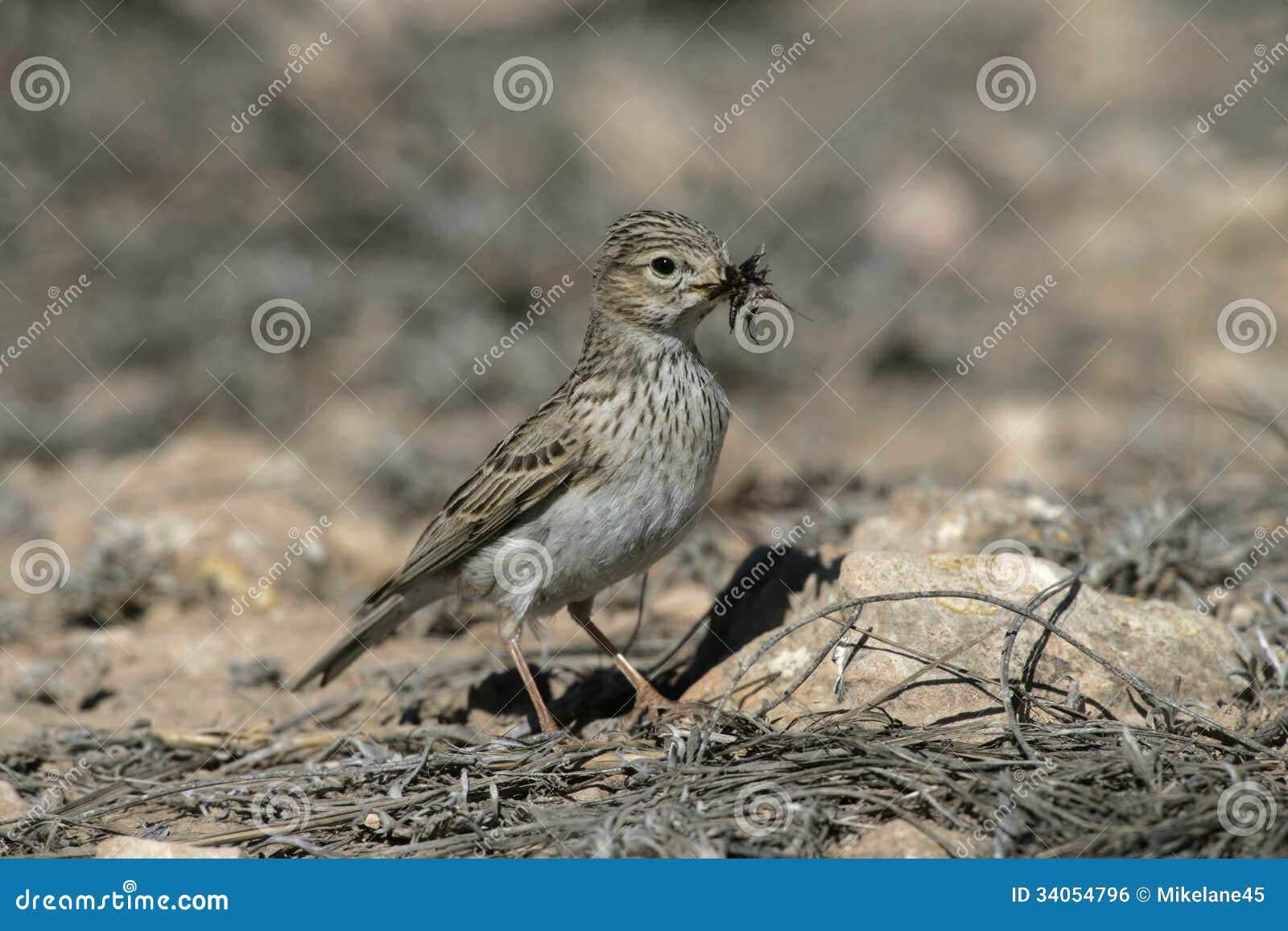 Lesser Short-toed Lark, Calandrella Rufescens Stock Photo - Image of ...