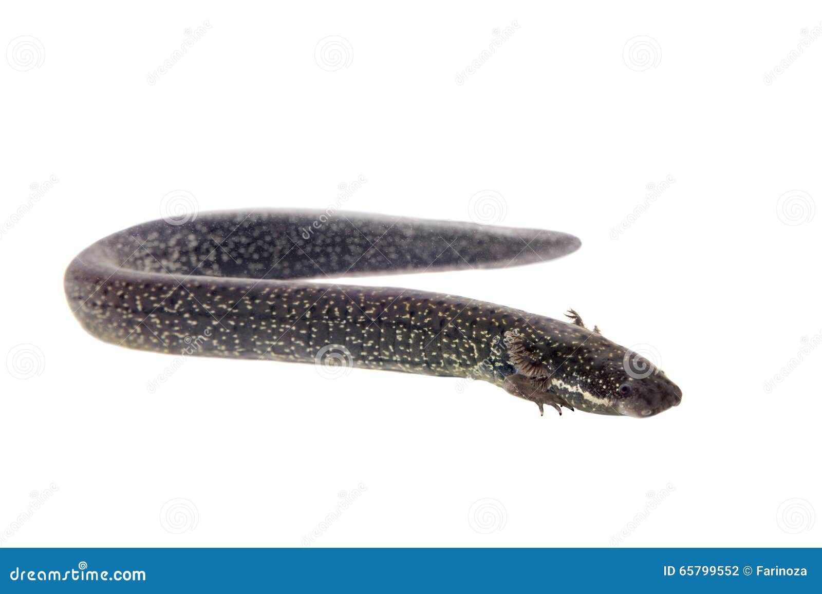 The Lesser Siren, Siren Intermedia, on White Stock Photo - Image of ...