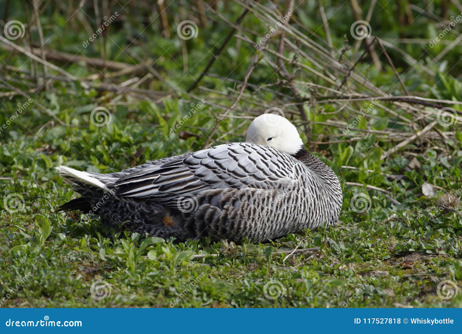 Lesser Snow Goose photo stock. Image du nature, oies - 117527818
