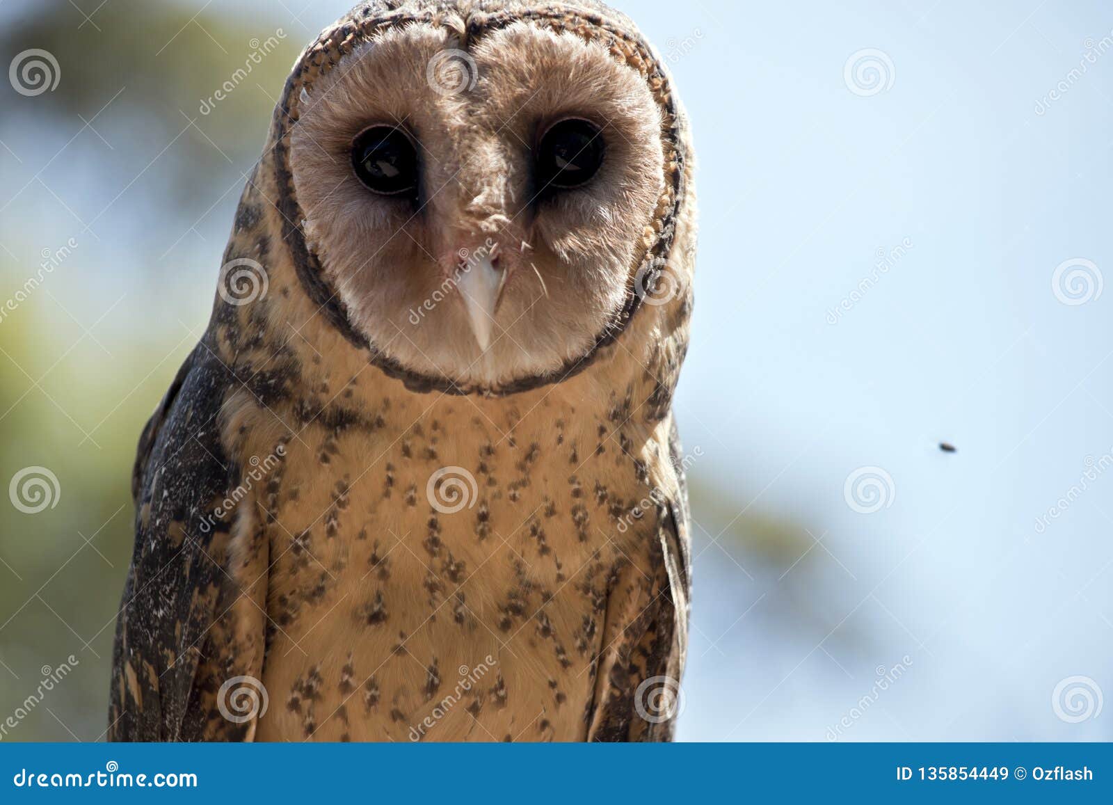 Lesser sooty owl stock image. Image of brown, sooty - 135854449