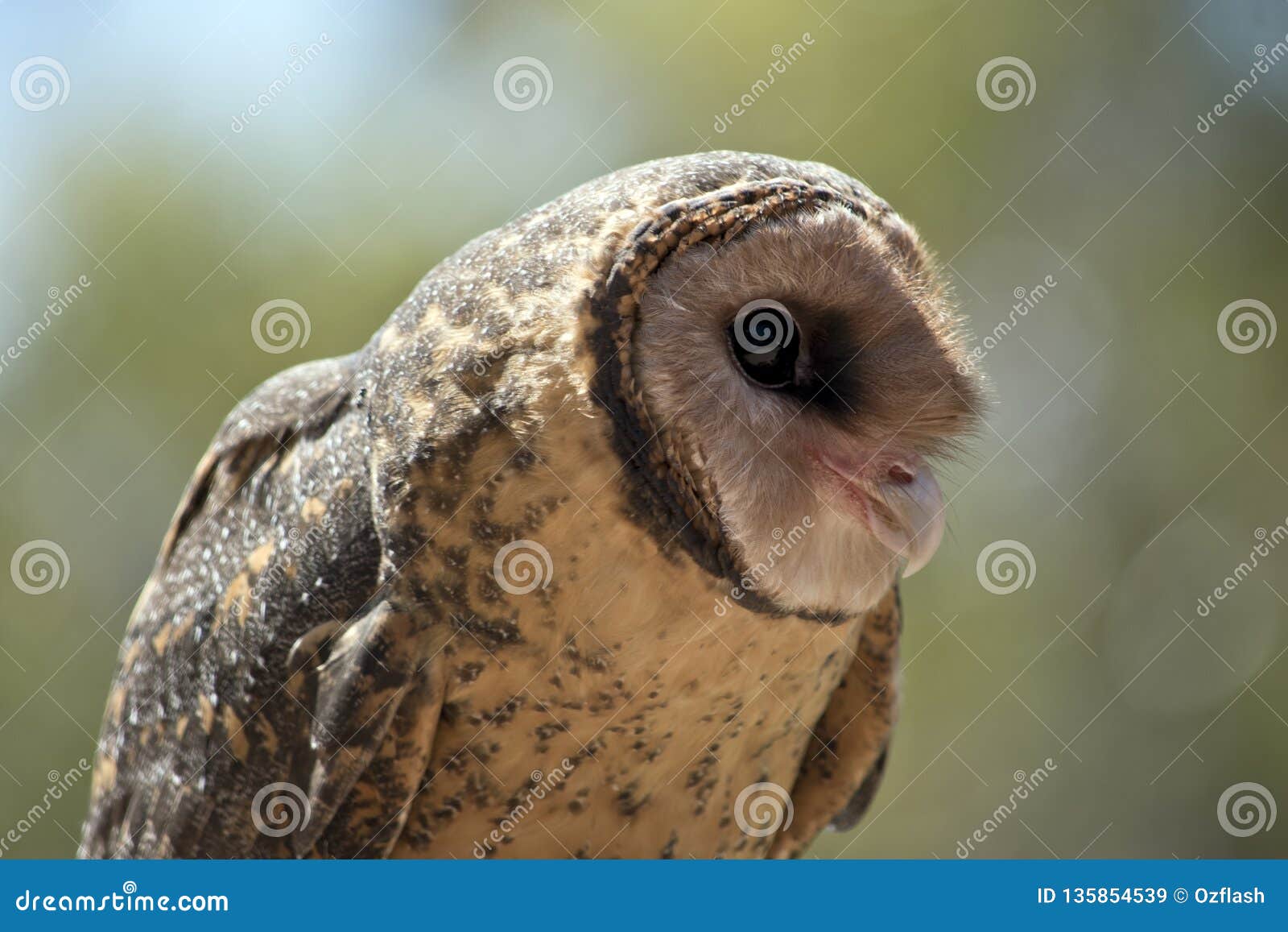 Lesser sooty owl stock image. Image of brown, sooty - 135854539