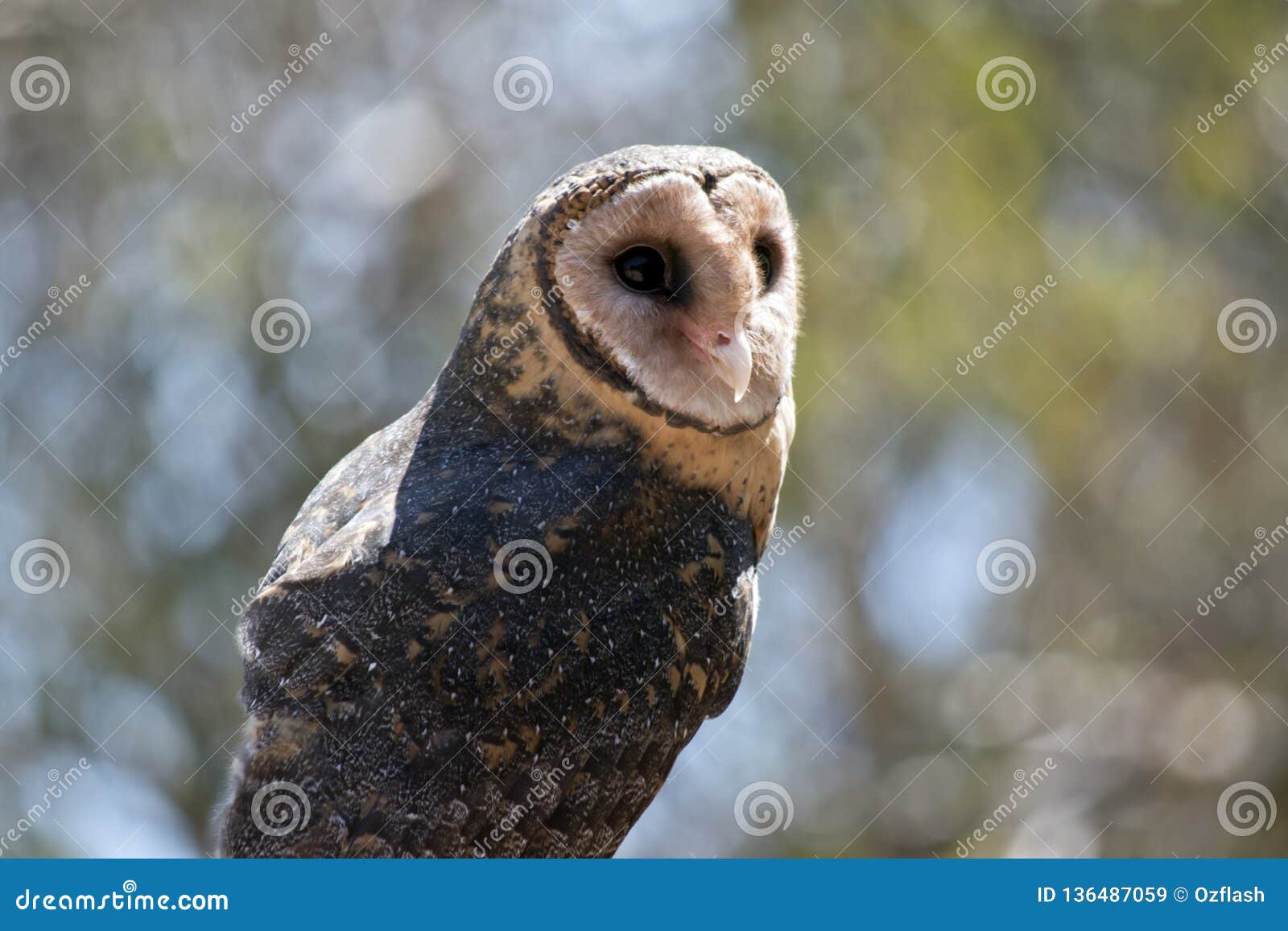 Lesser sooty owl stock image. Image of australian, raptor - 136487059