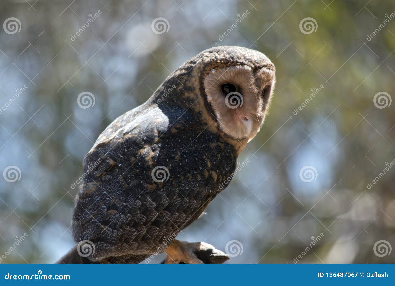 Lesser sooty owl stock image. Image of staring, wildlife - 136487067