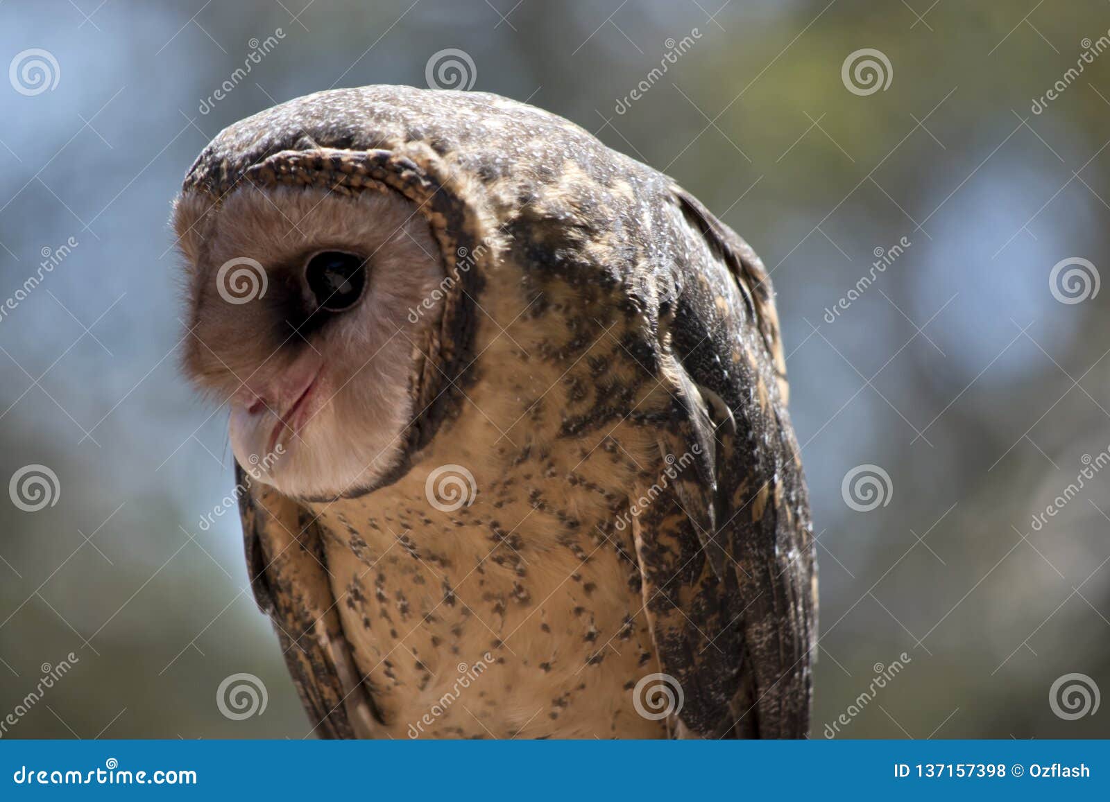 Lesser sooty owl stock photo. Image of wildlife, mouser - 137157398