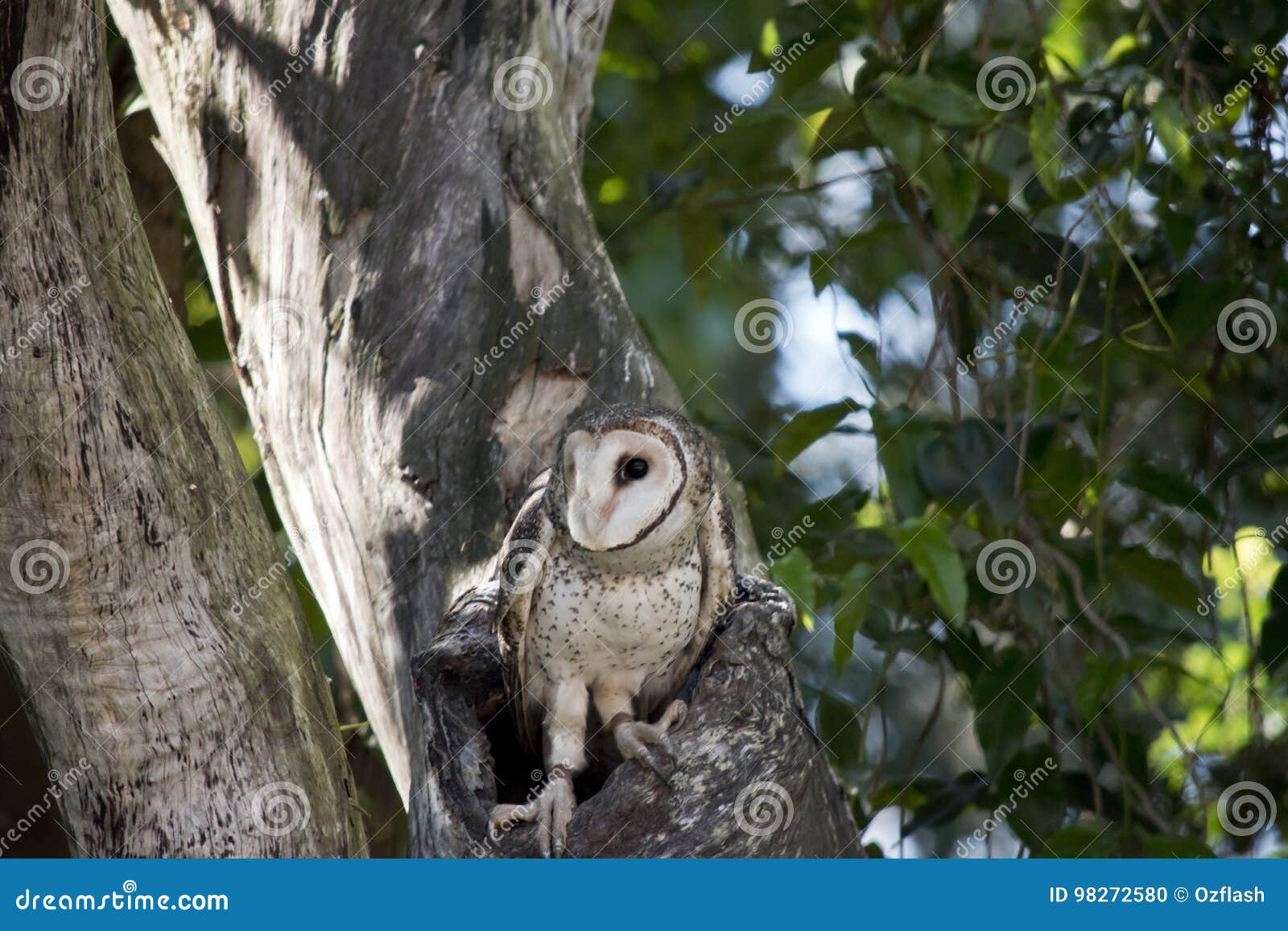 Lesser sooty owl stock photo. Image of australia, sooty - 98272580