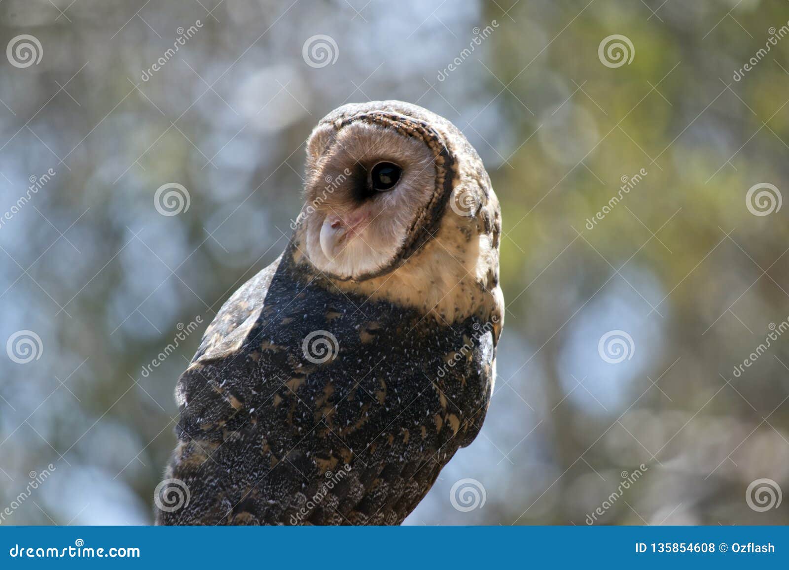 Lesser sooty owl stock photo. Image of brown, black - 135854608