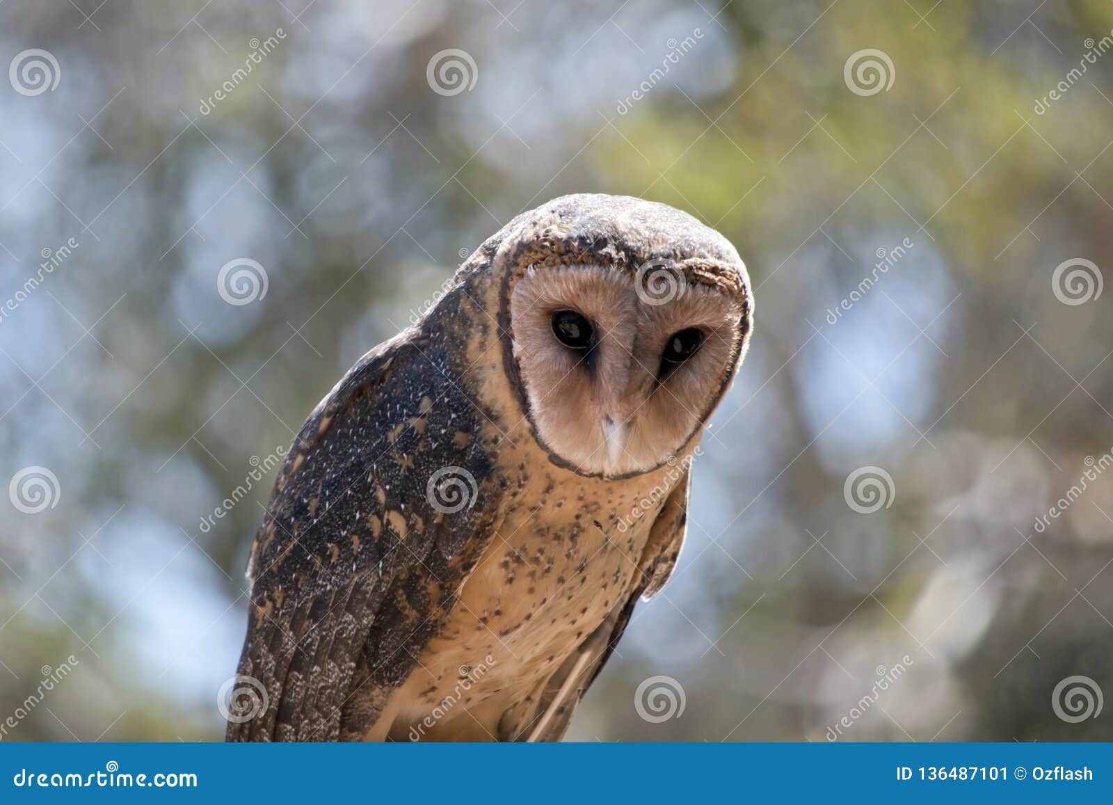 Lesser sooty owl stock image. Image of staring, bill - 136487101