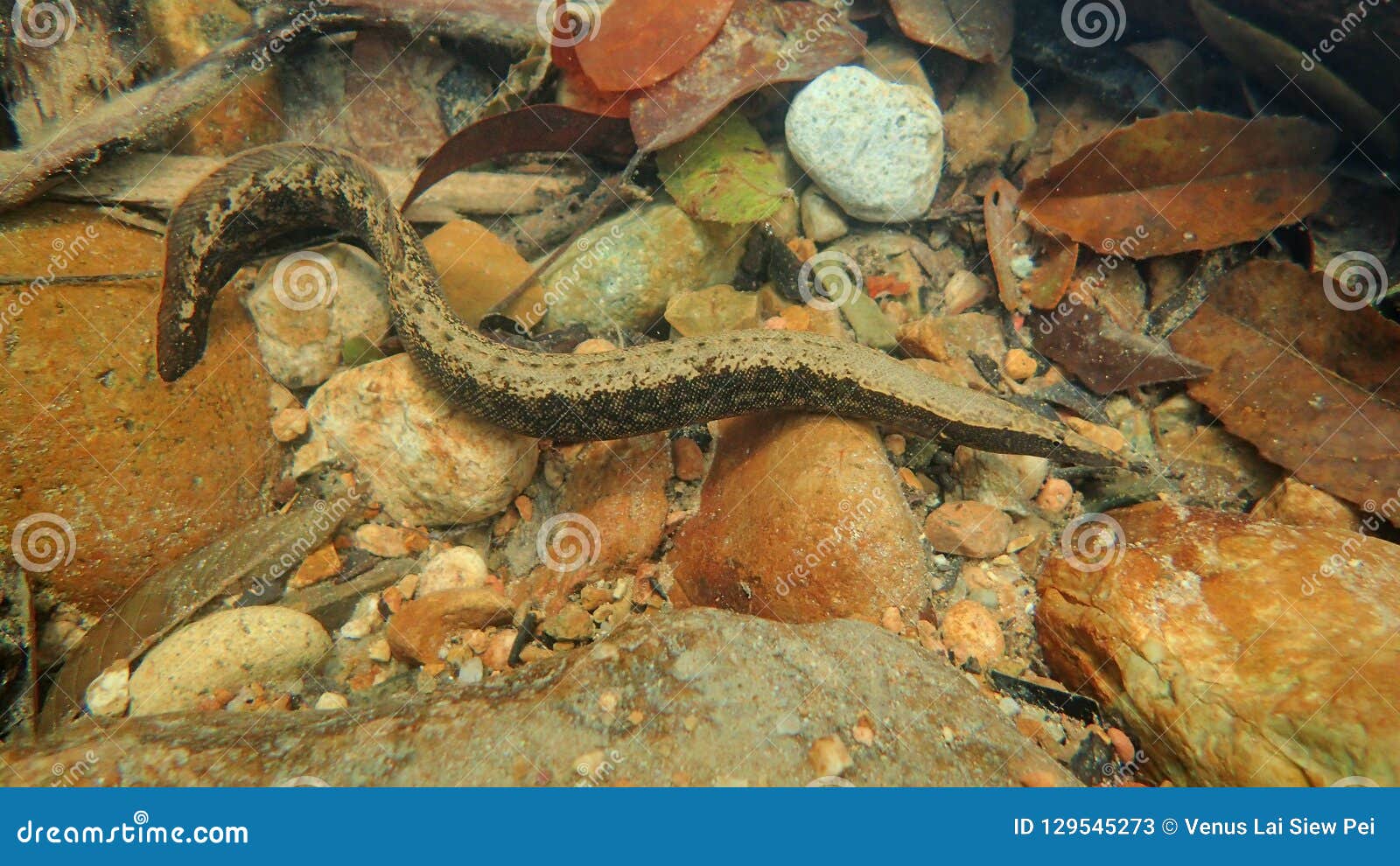Lesser Spiny Eel stock image. Image of wild, fish, lesser - 129545273
