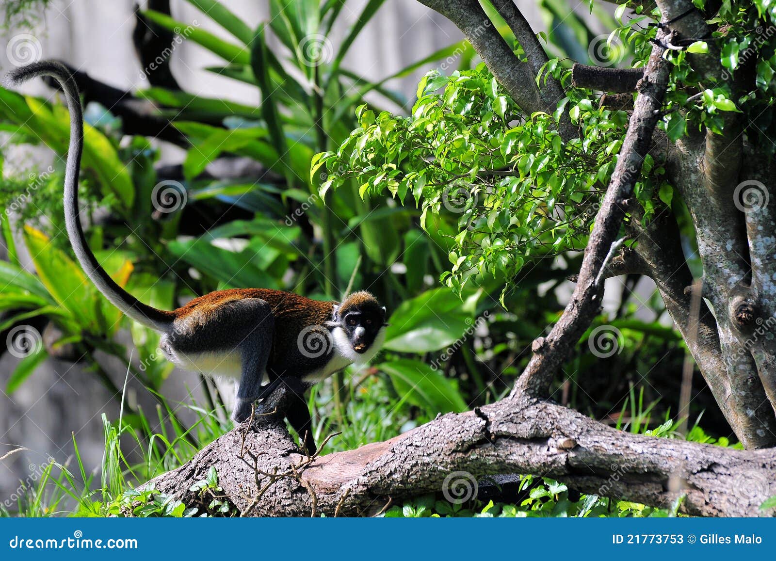 Lesser Spot-Nosed Monkey stock image. Image of primates - 21773753