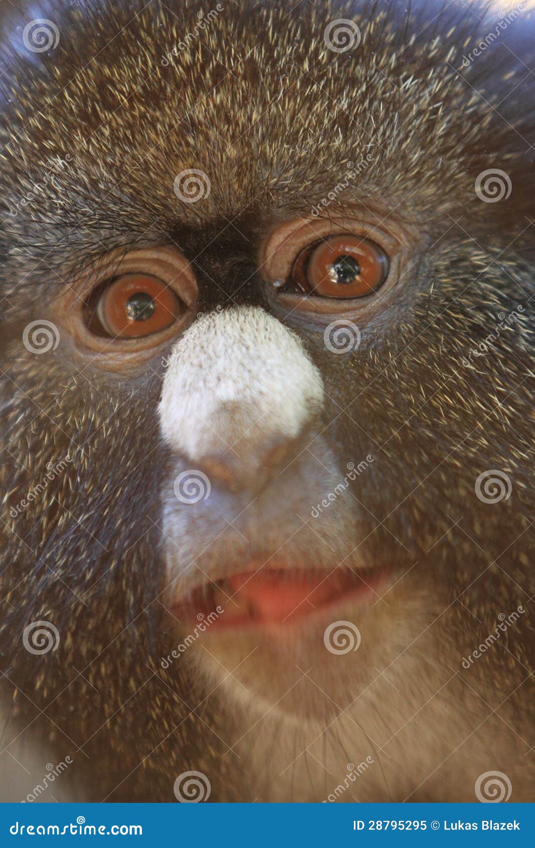 Lesser spot-nosed monkey stock image. Image of animal - 28795295