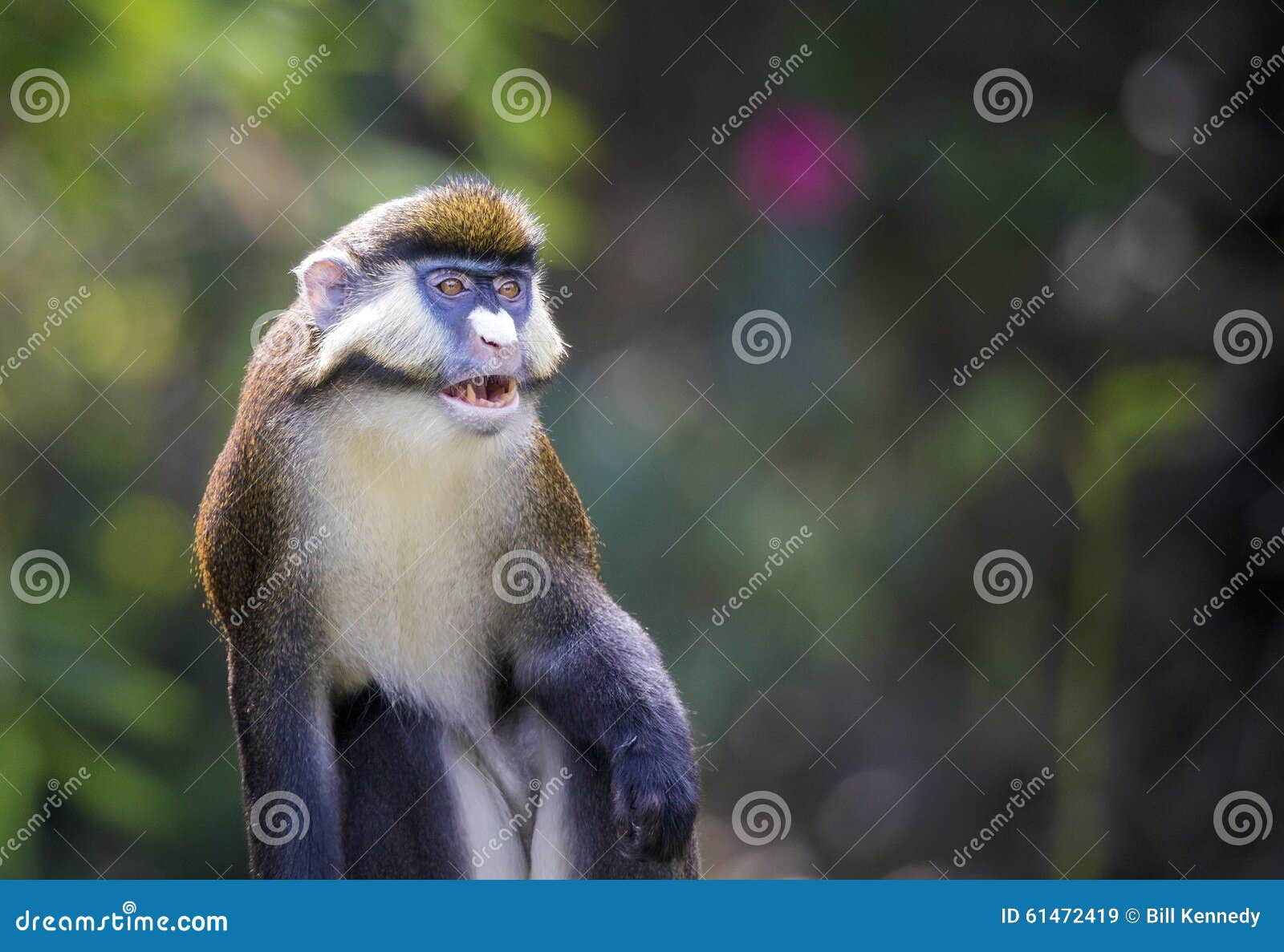 Lesser Spot-nosed Monkey (Cercopithecus Petaurista) Stock Image - Image ...