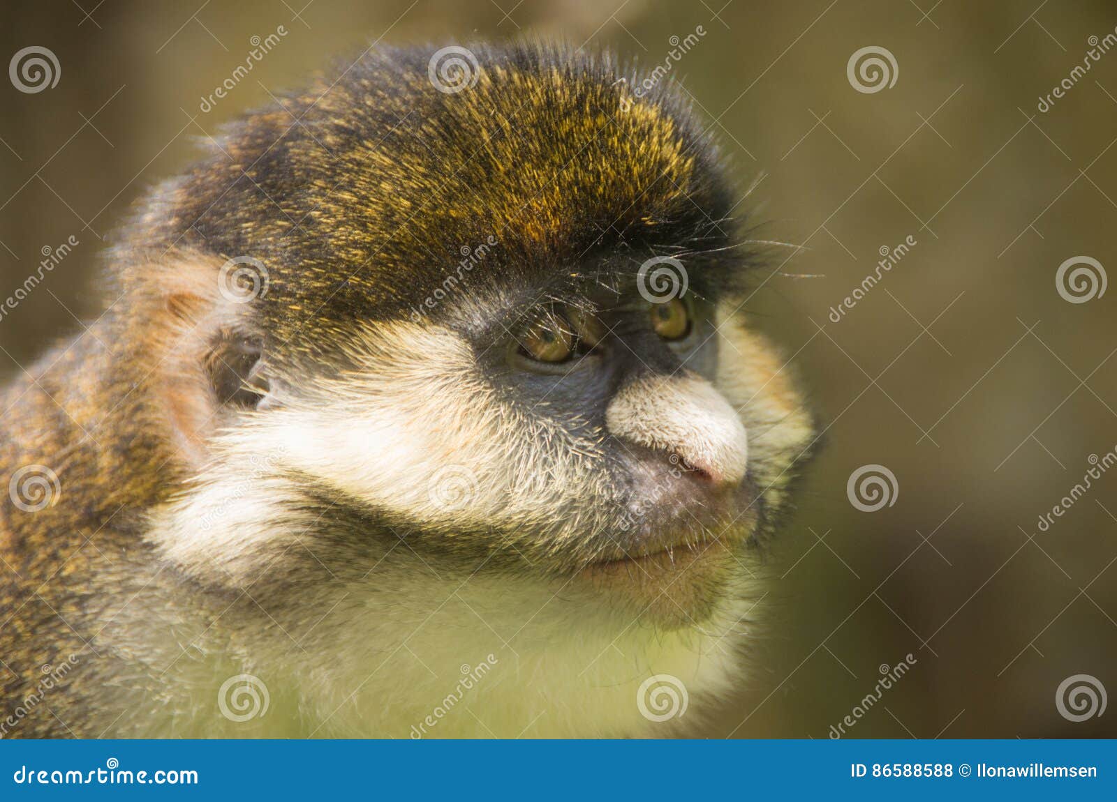 Lesser spot-nosed monkey stock photo. Image of breed - 86588588