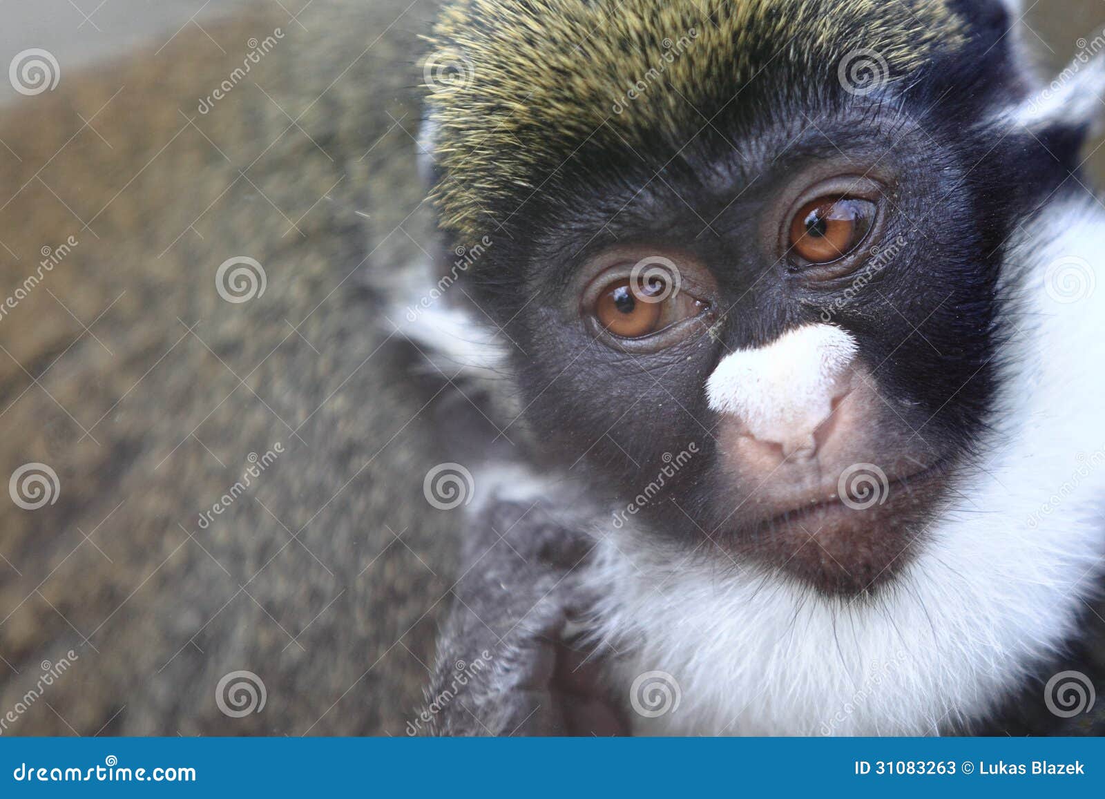 Lesser spot-nosed monkey stock image. Image of guenon - 31083263