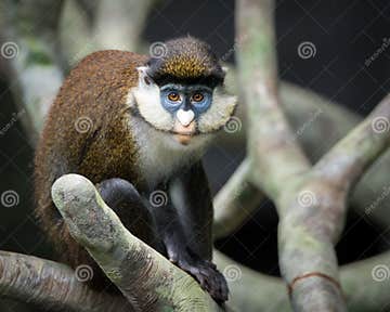 Lesser Spot-Nosed Monkey stock photo. Image of guenon - 40276136