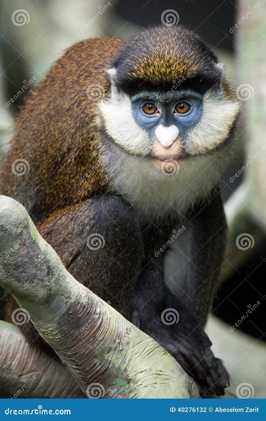 Lesser Spot-Nosed Monkey II Stock Photo - Image of spot, mammal: 40276132