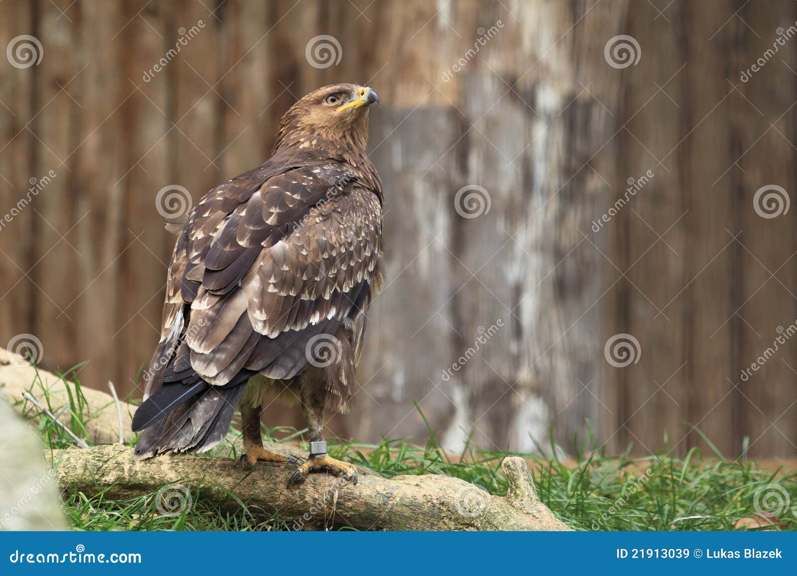 Lesser Spotted Eagle Royalty-Free Stock Image | CartoonDealer.com #57762490