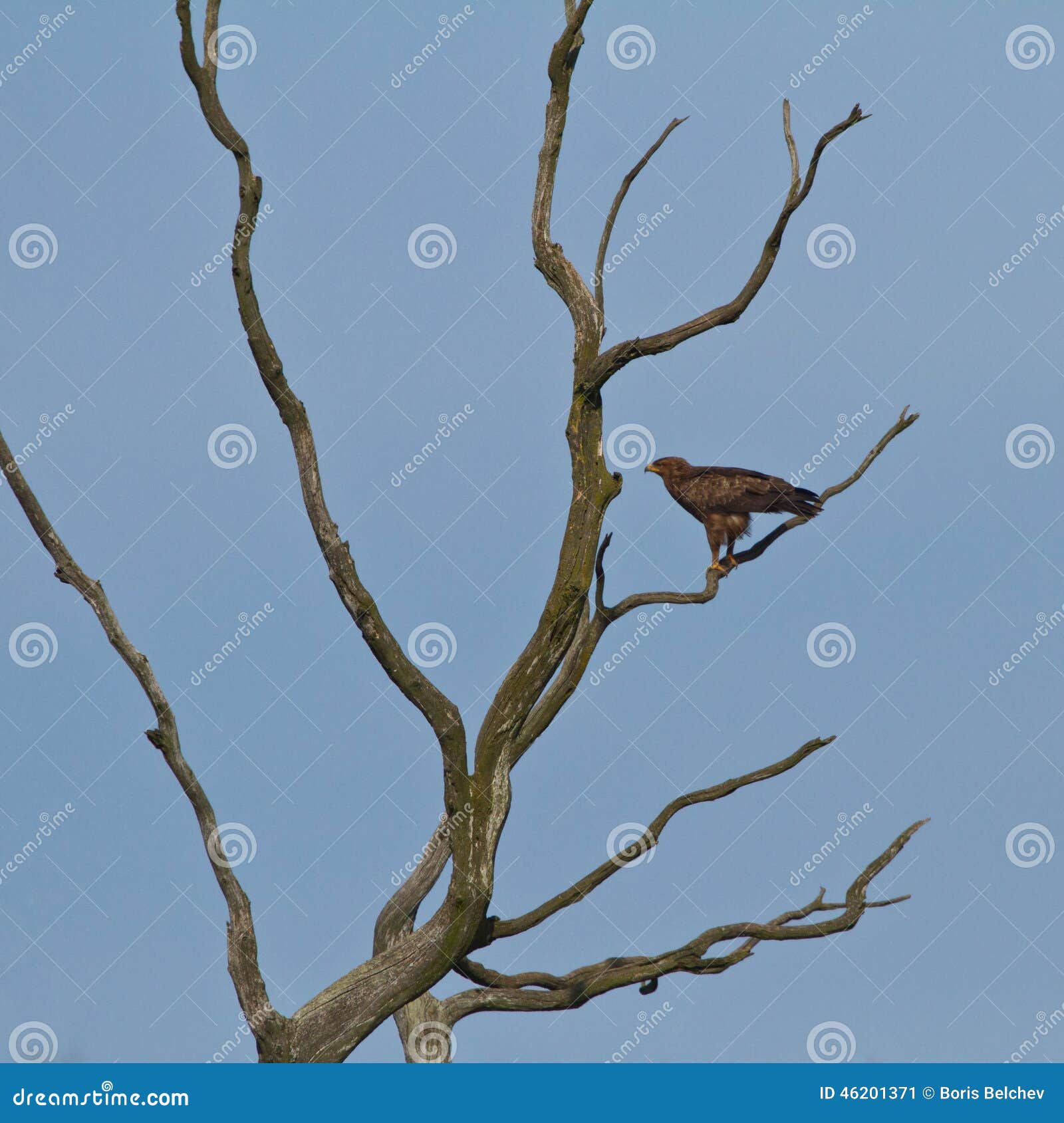 A Lesser Spotted Eagle on a Dead Tree Stock Image - Image of intruders ...